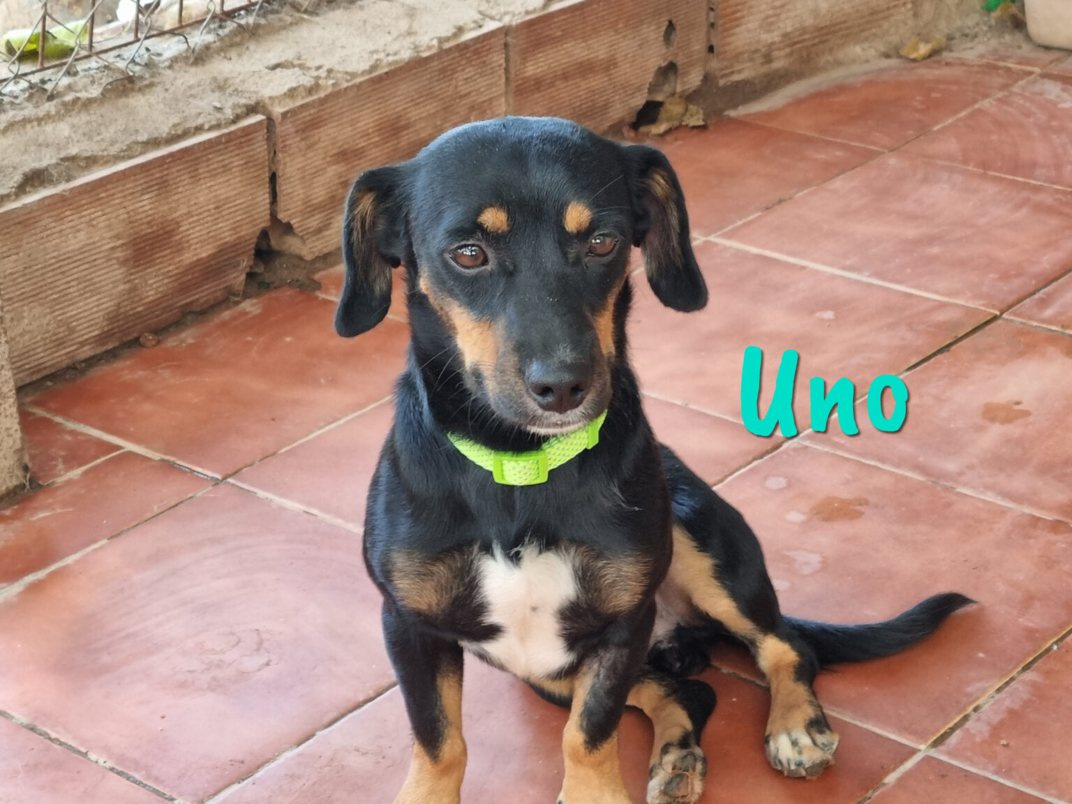 Uno » Tierschutzverein SOS-Dogs e.V.