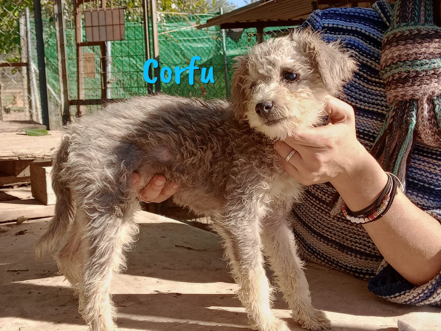 Corfu » Tierschutzverein SOS-Dogs e.V.