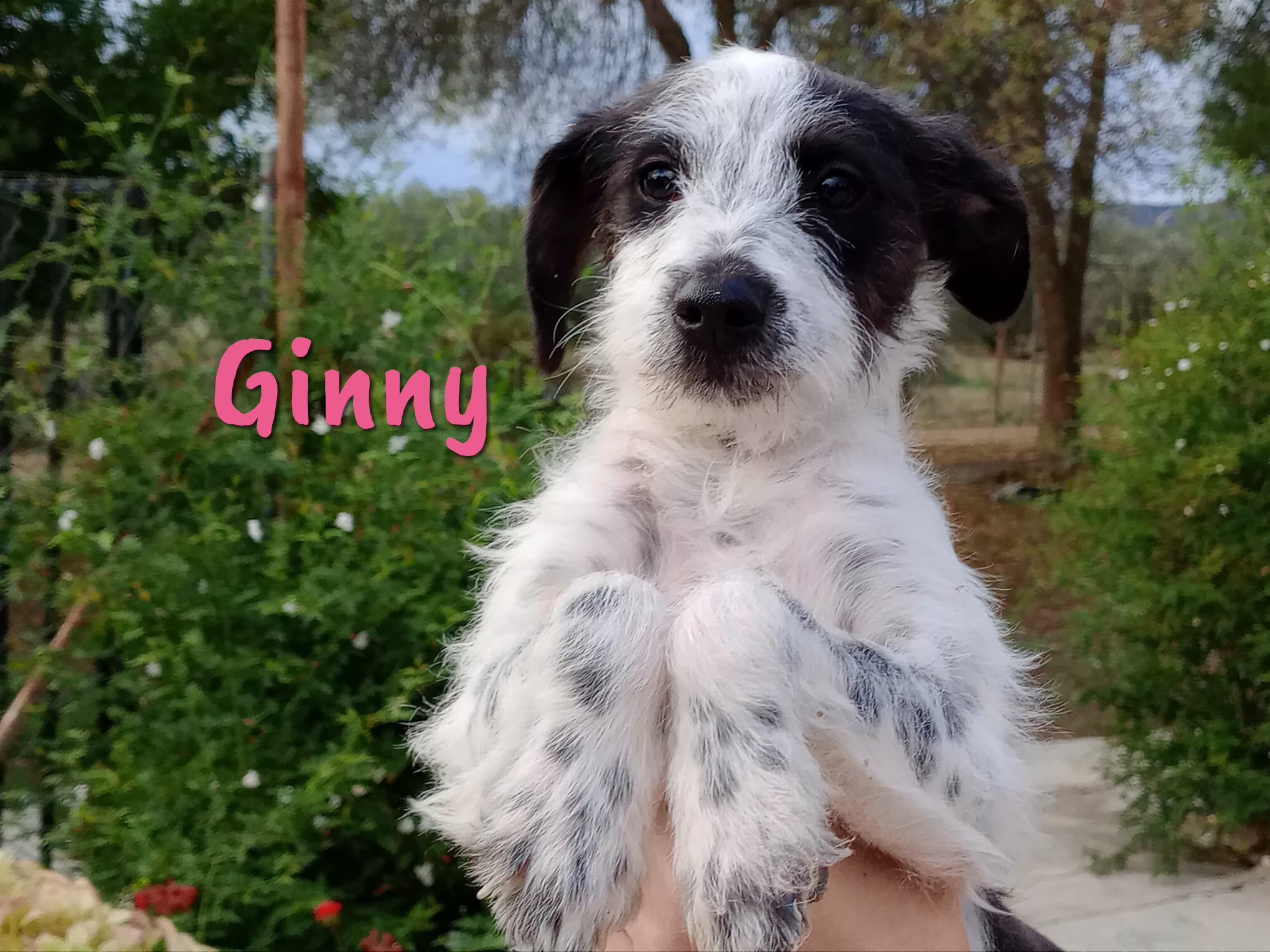 Ginny » Tierschutzverein SOS-Dogs e.V.