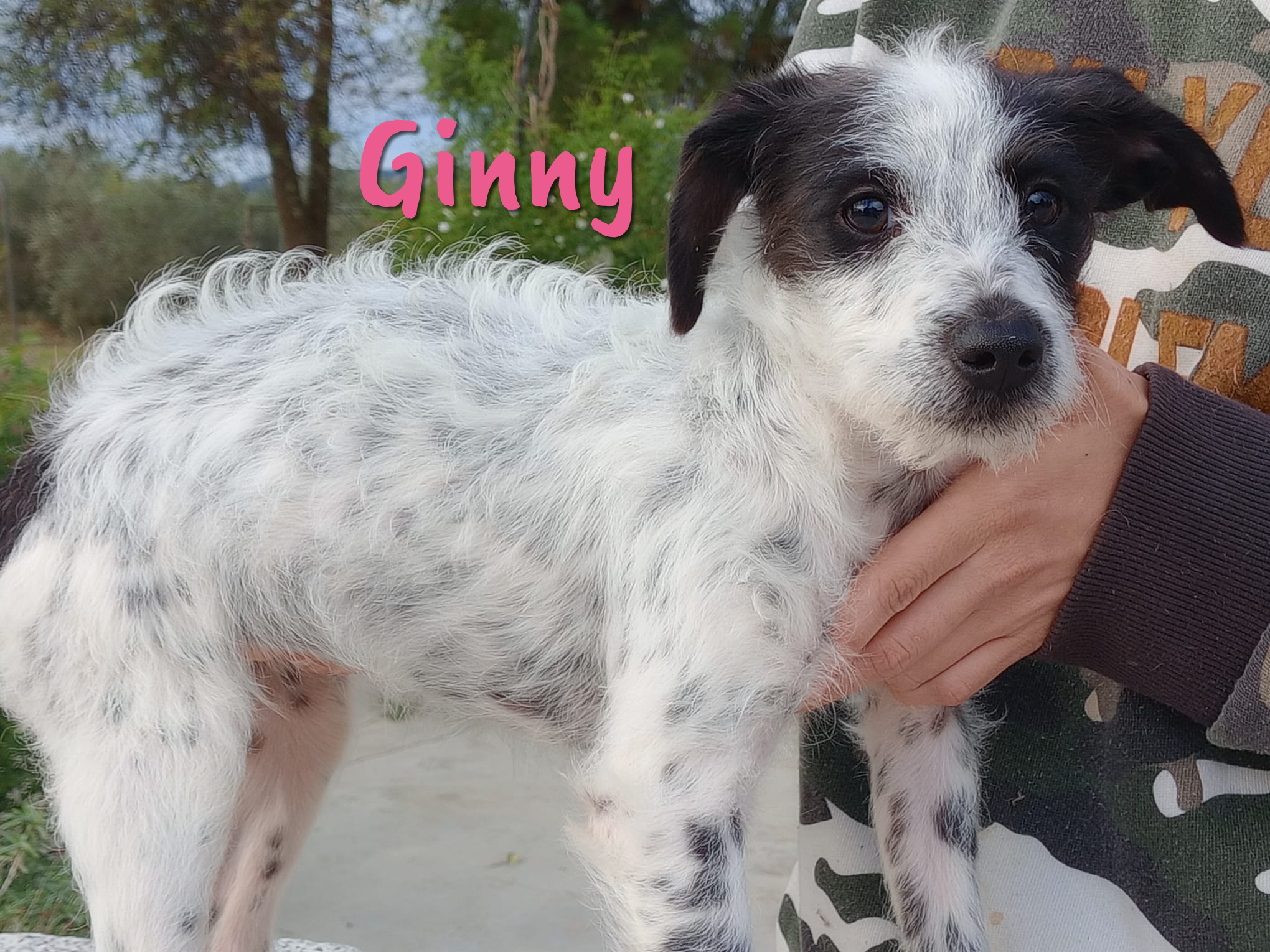 Ginny » Tierschutzverein SOS-Dogs e.V.