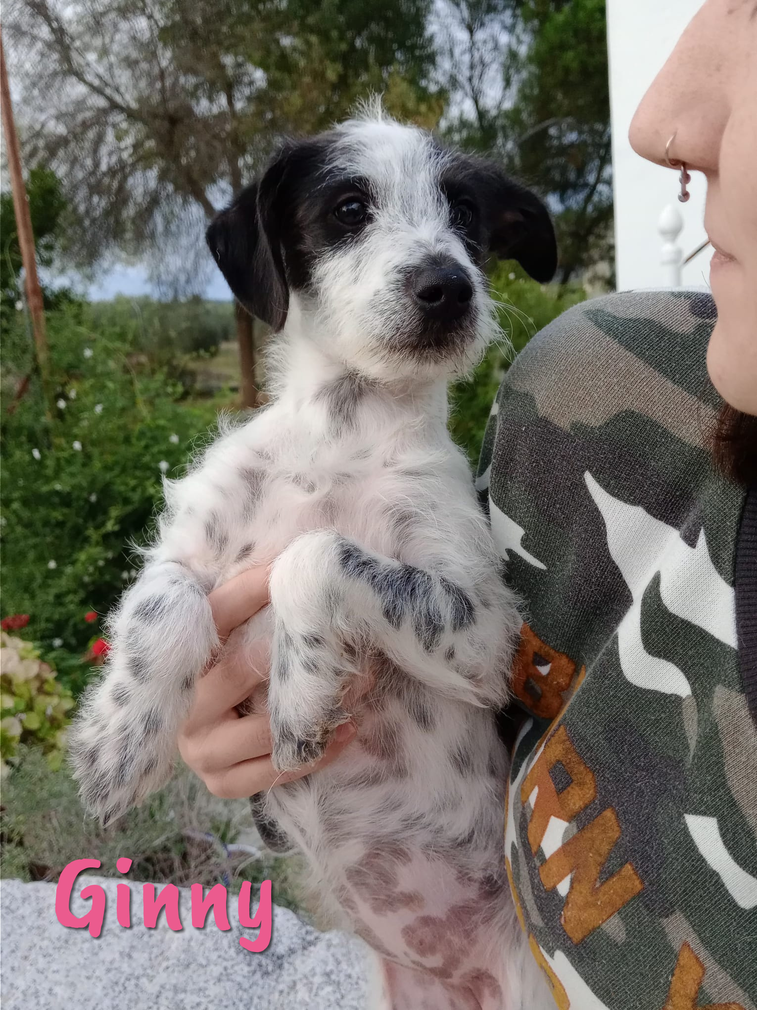 Ginny » Tierschutzverein SOS-Dogs e.V.