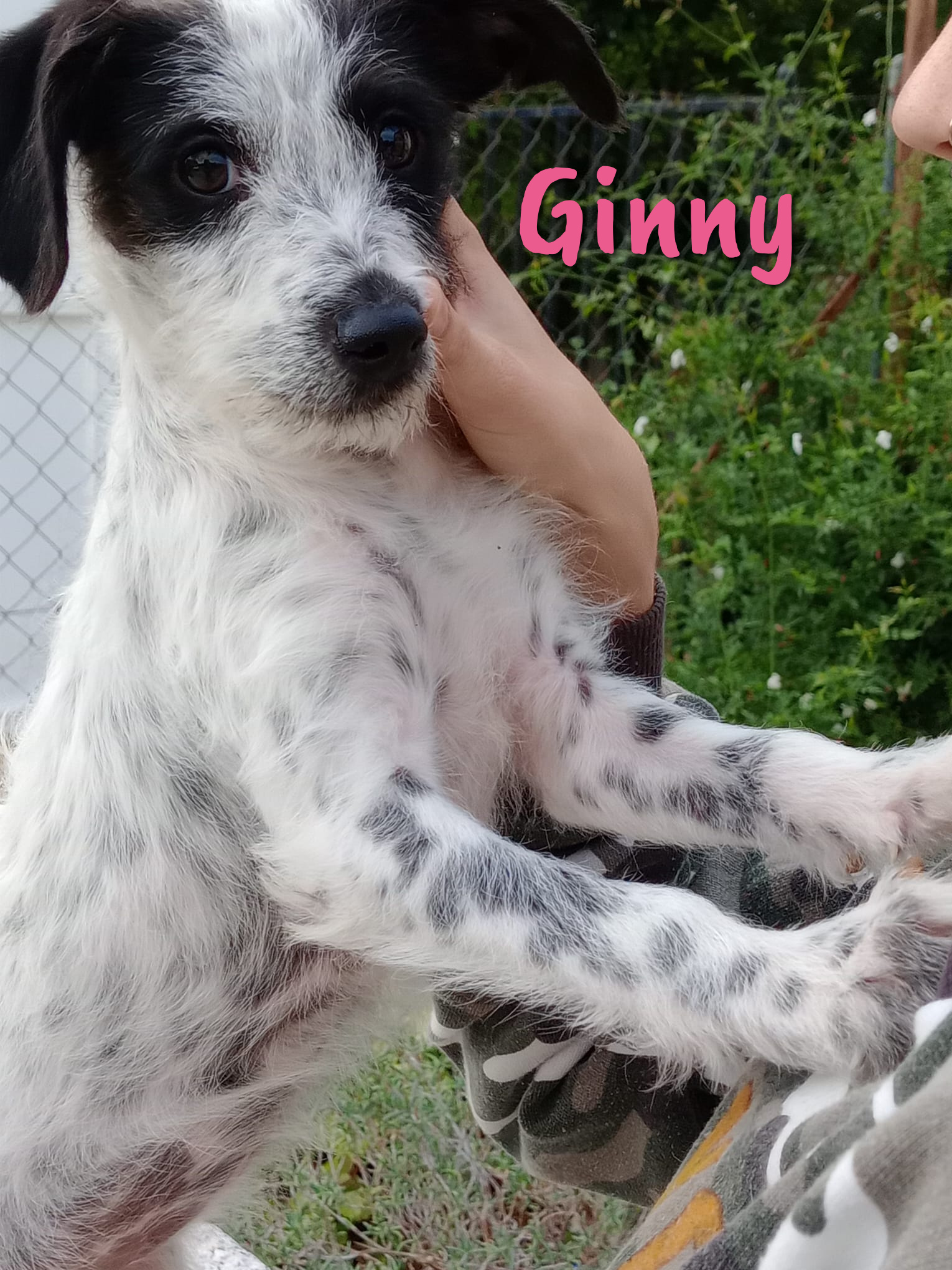 Ginny » Tierschutzverein SOS-Dogs e.V.