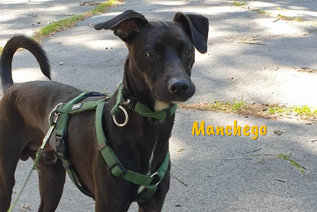 Manchego » Tierschutzverein SOS-Dogs e.V.