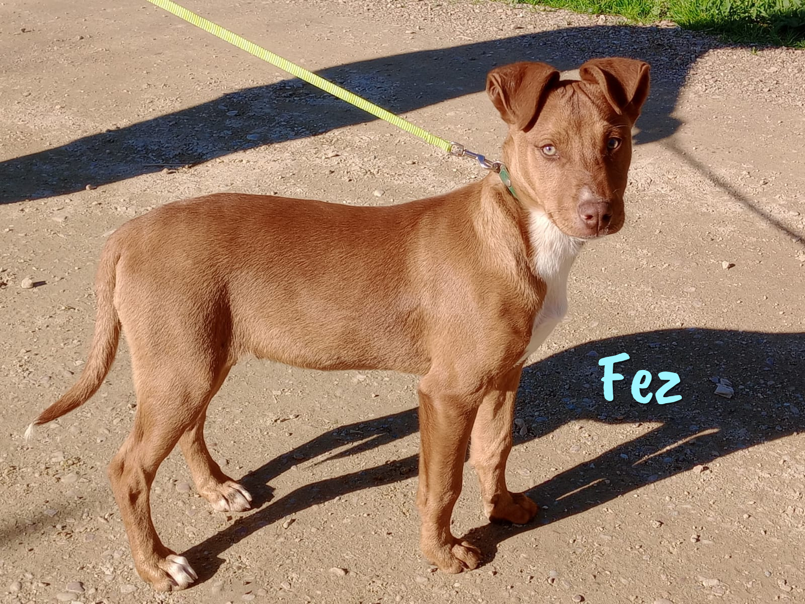 Fez » Tierschutzverein SOS-Dogs e.V.