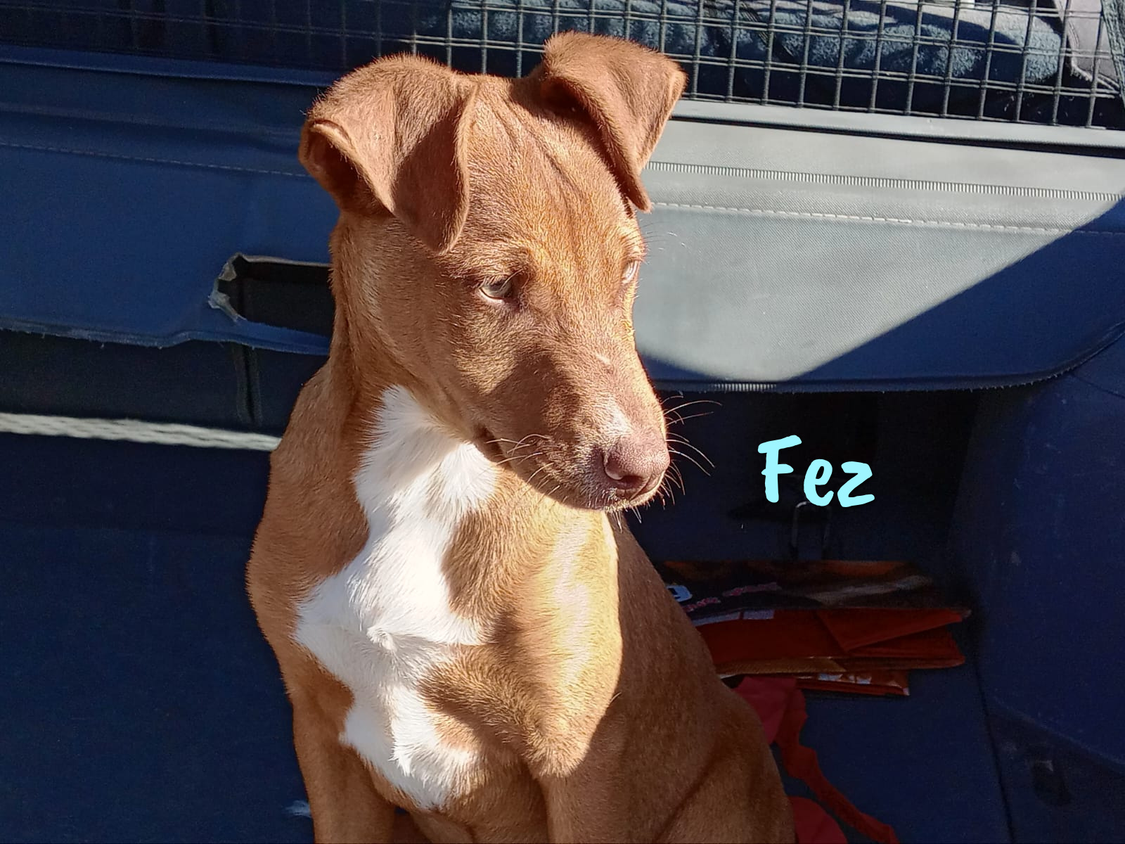 Fez » Tierschutzverein SOS-Dogs e.V.