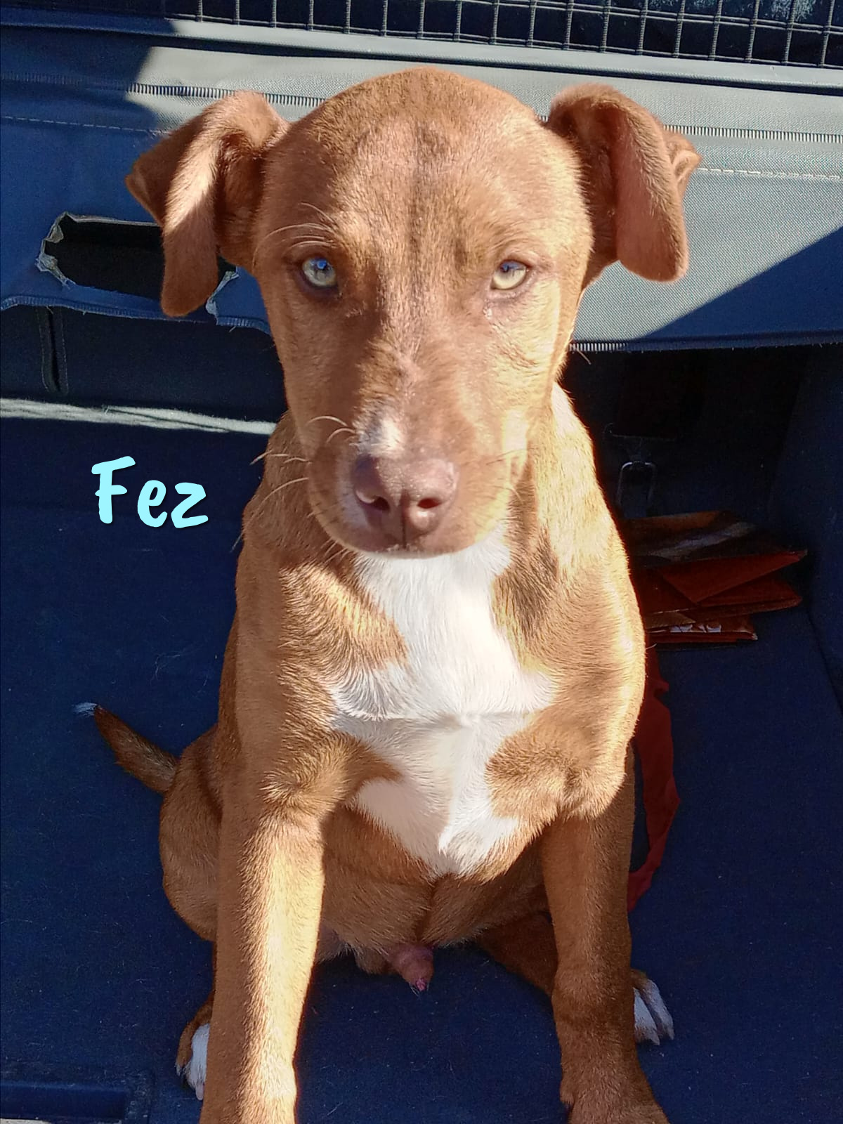 Fez » Tierschutzverein SOS-Dogs e.V.