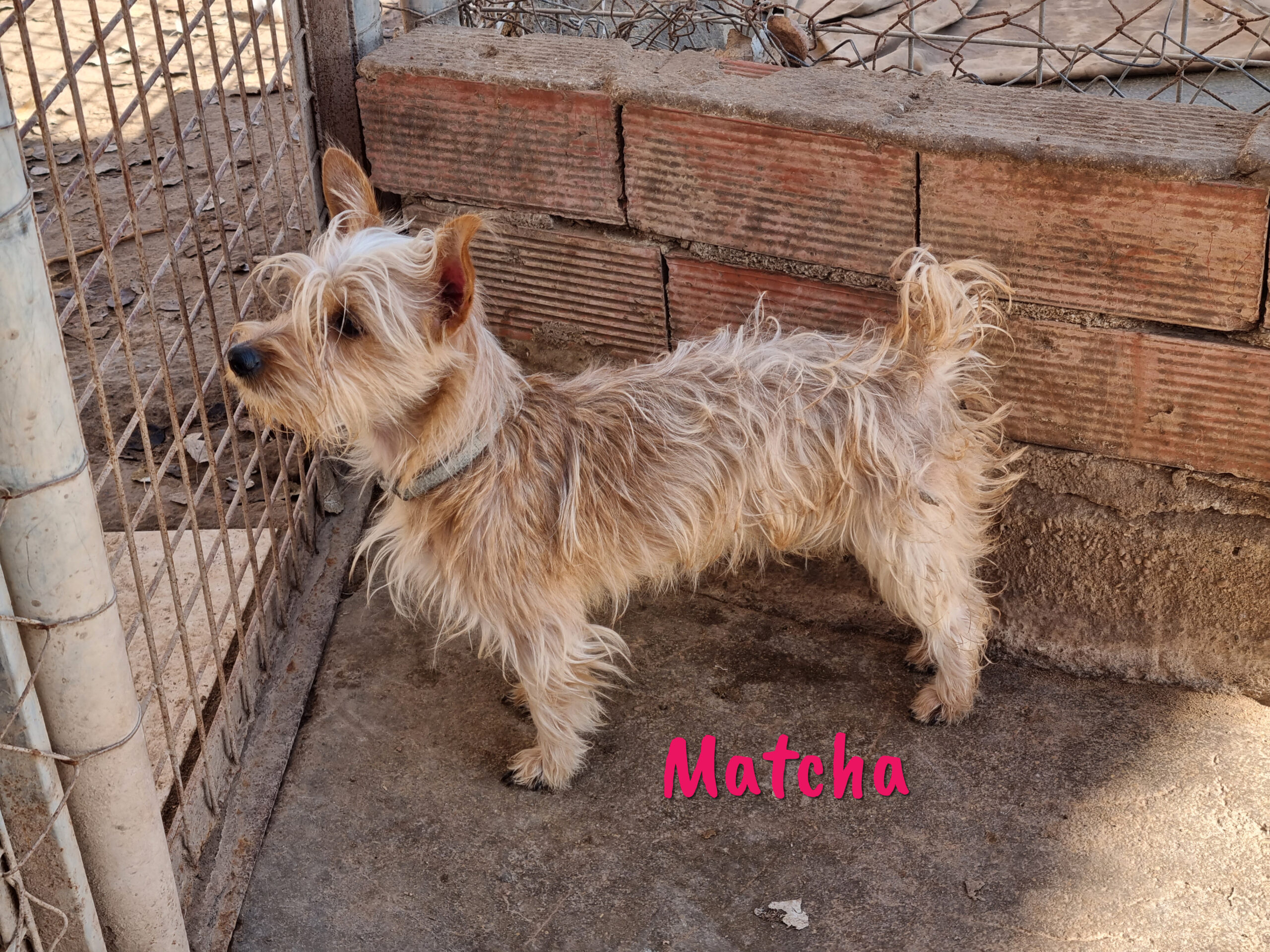 Matcha » Tierschutzverein SOS-Dogs e.V.