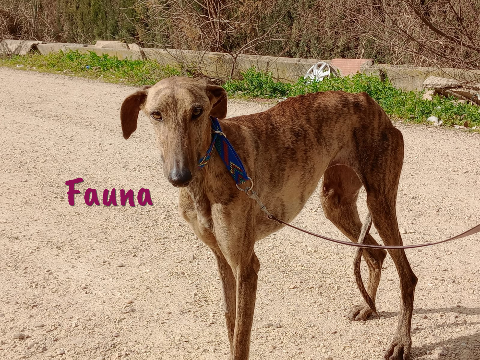 Fauna » Tierschutzverein SOS-Dogs e.V.