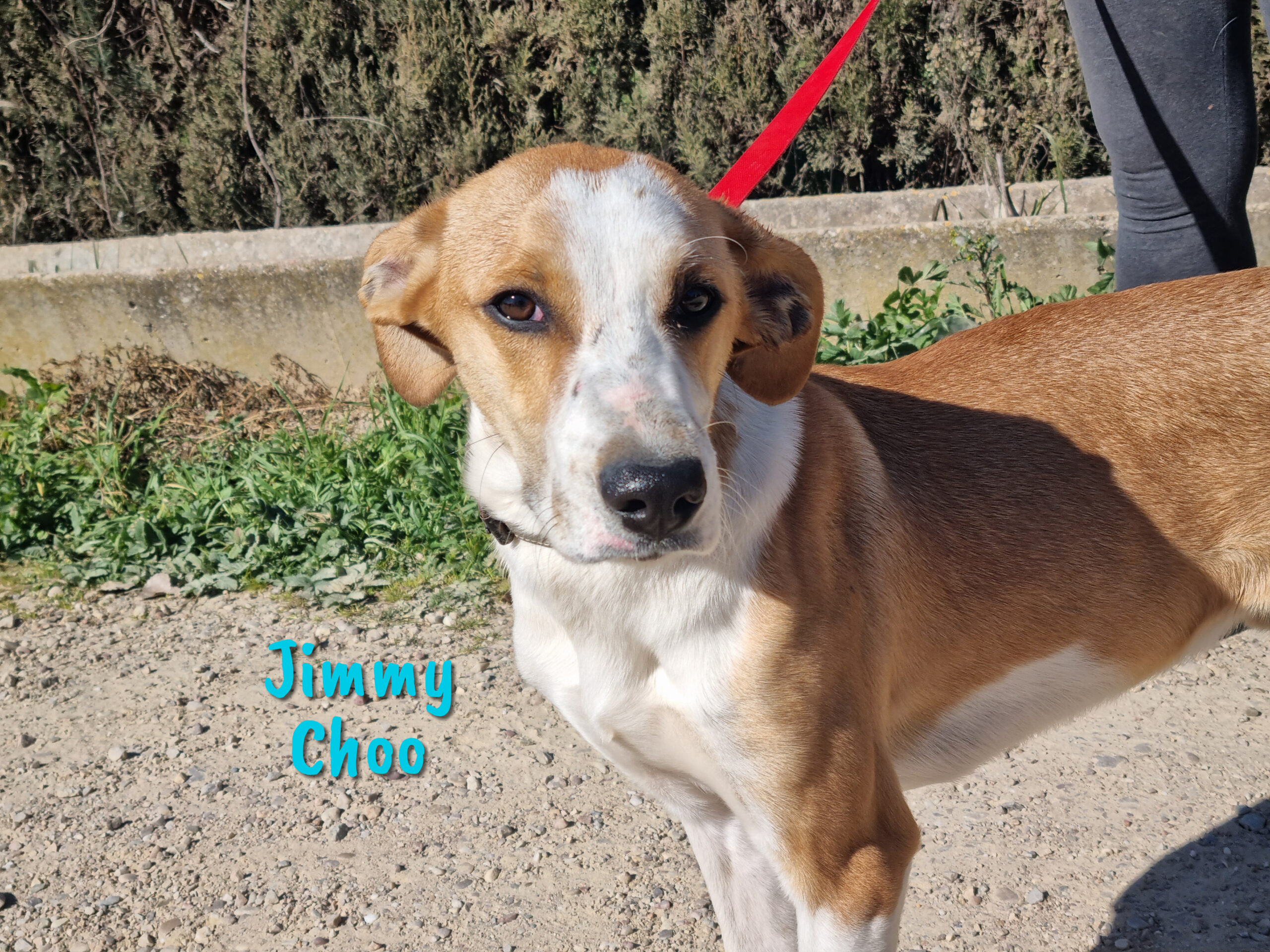 Jimmy Choo » Tierschutzverein SOS-Dogs e.V.