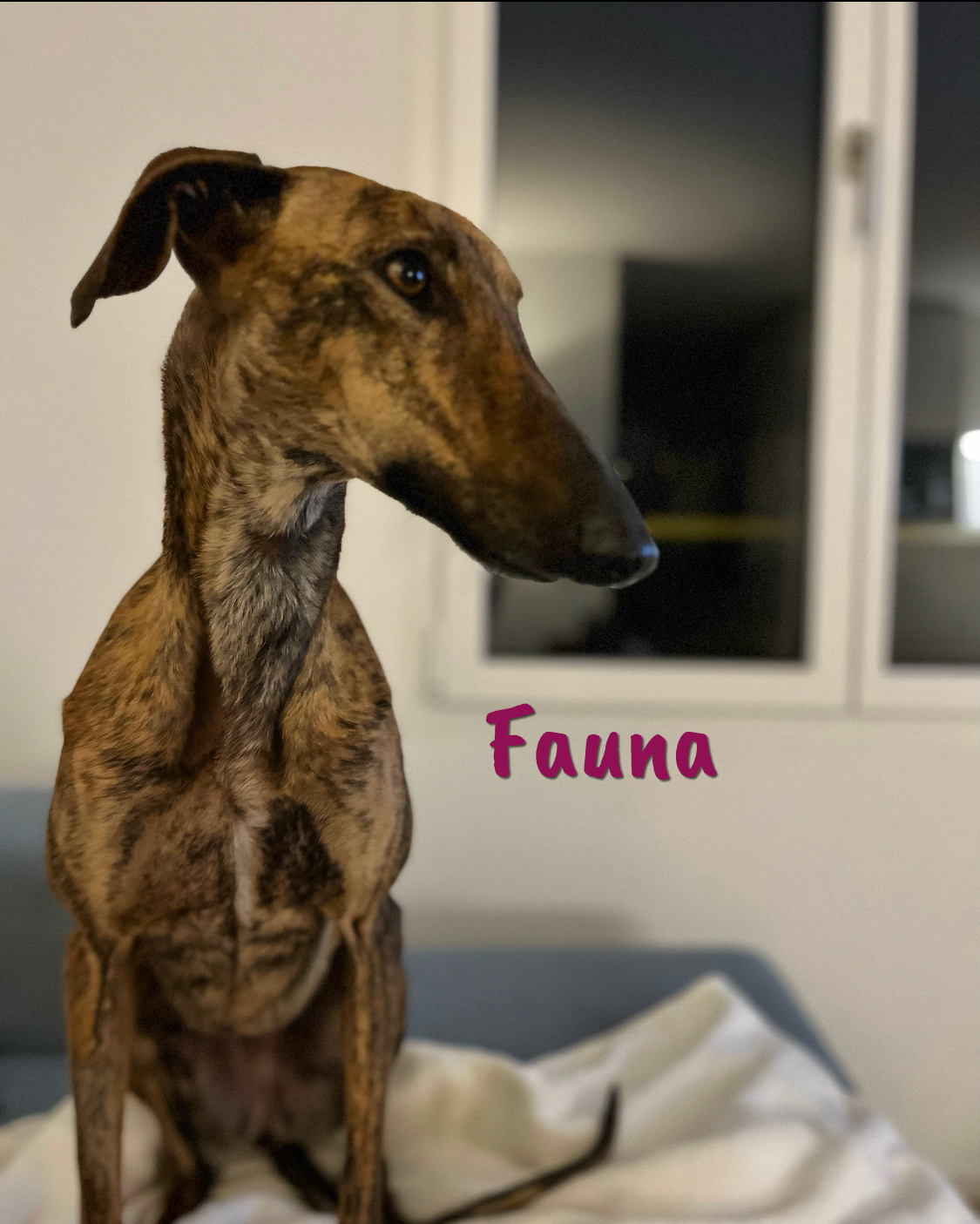 Fauna » Tierschutzverein SOS-Dogs e.V.