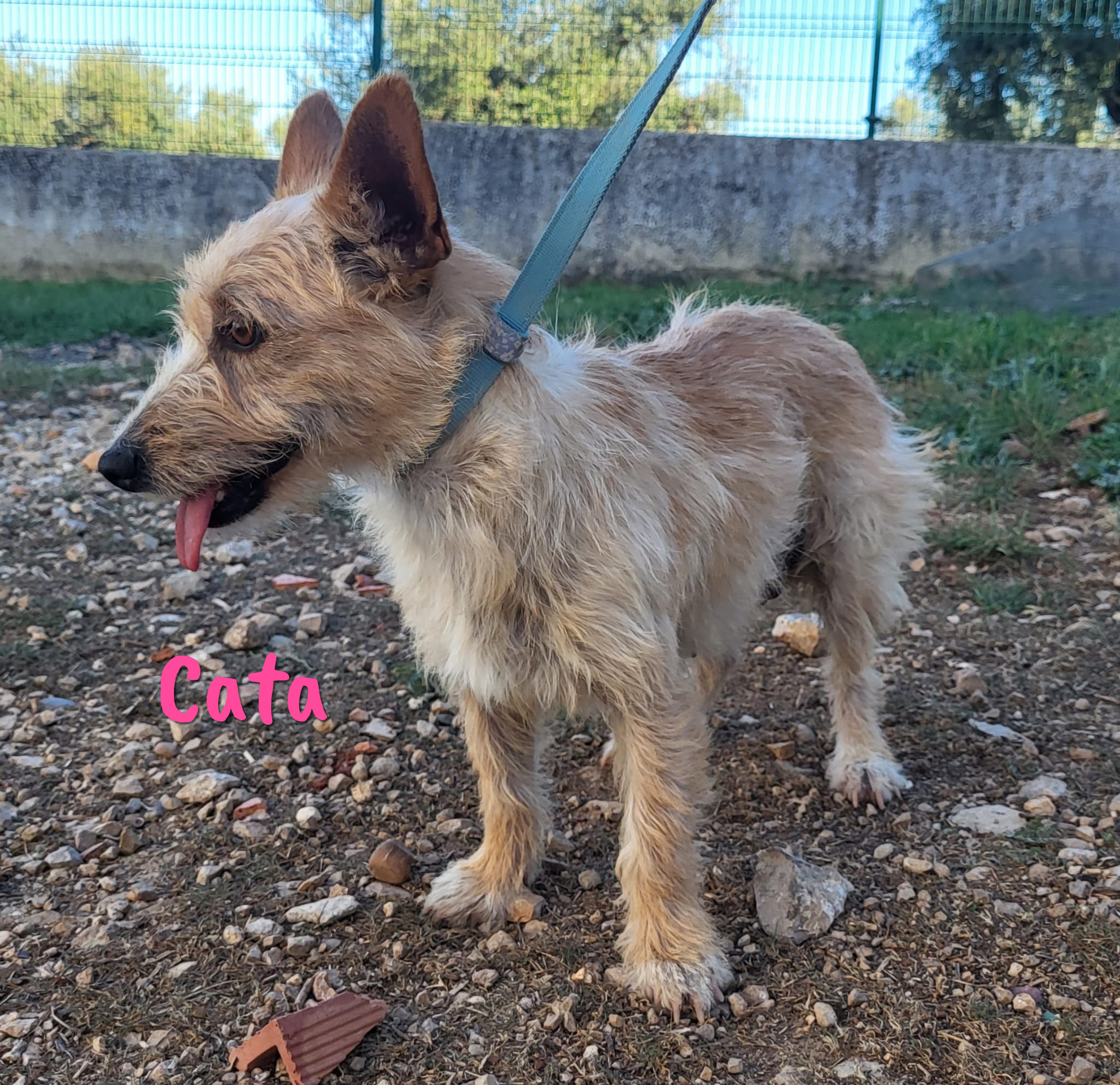 Cata » Tierschutzverein SOS-Dogs e.V.