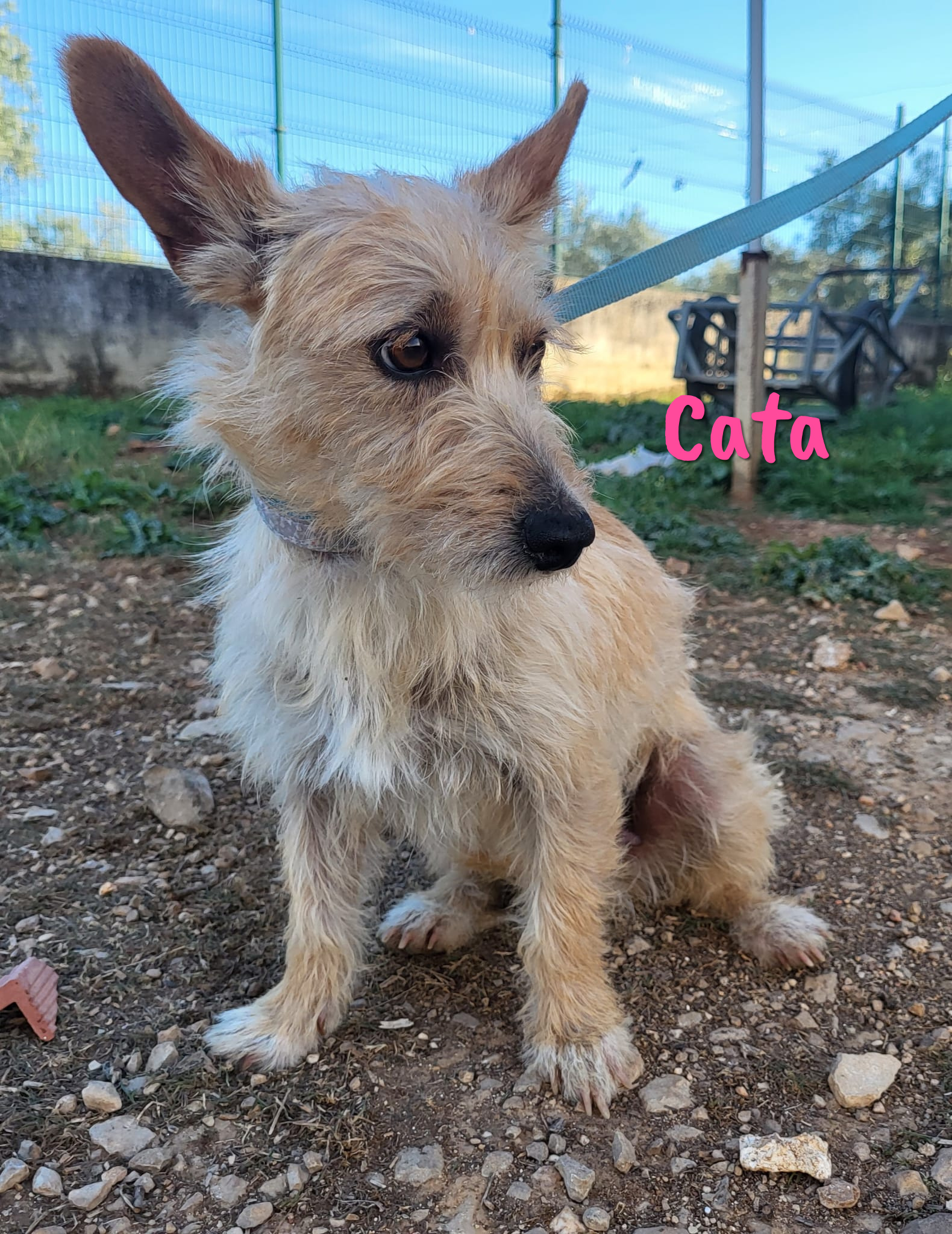 Cata » Tierschutzverein SOS-Dogs e.V.