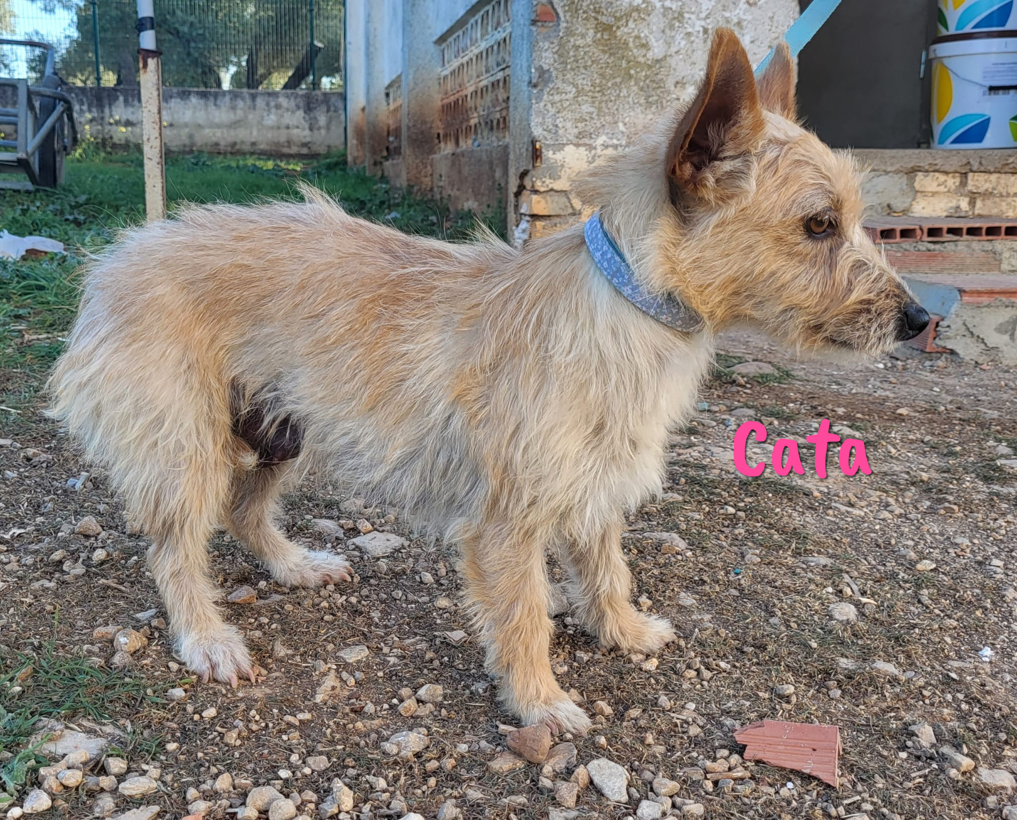 Cata » Tierschutzverein SOS-Dogs e.V.