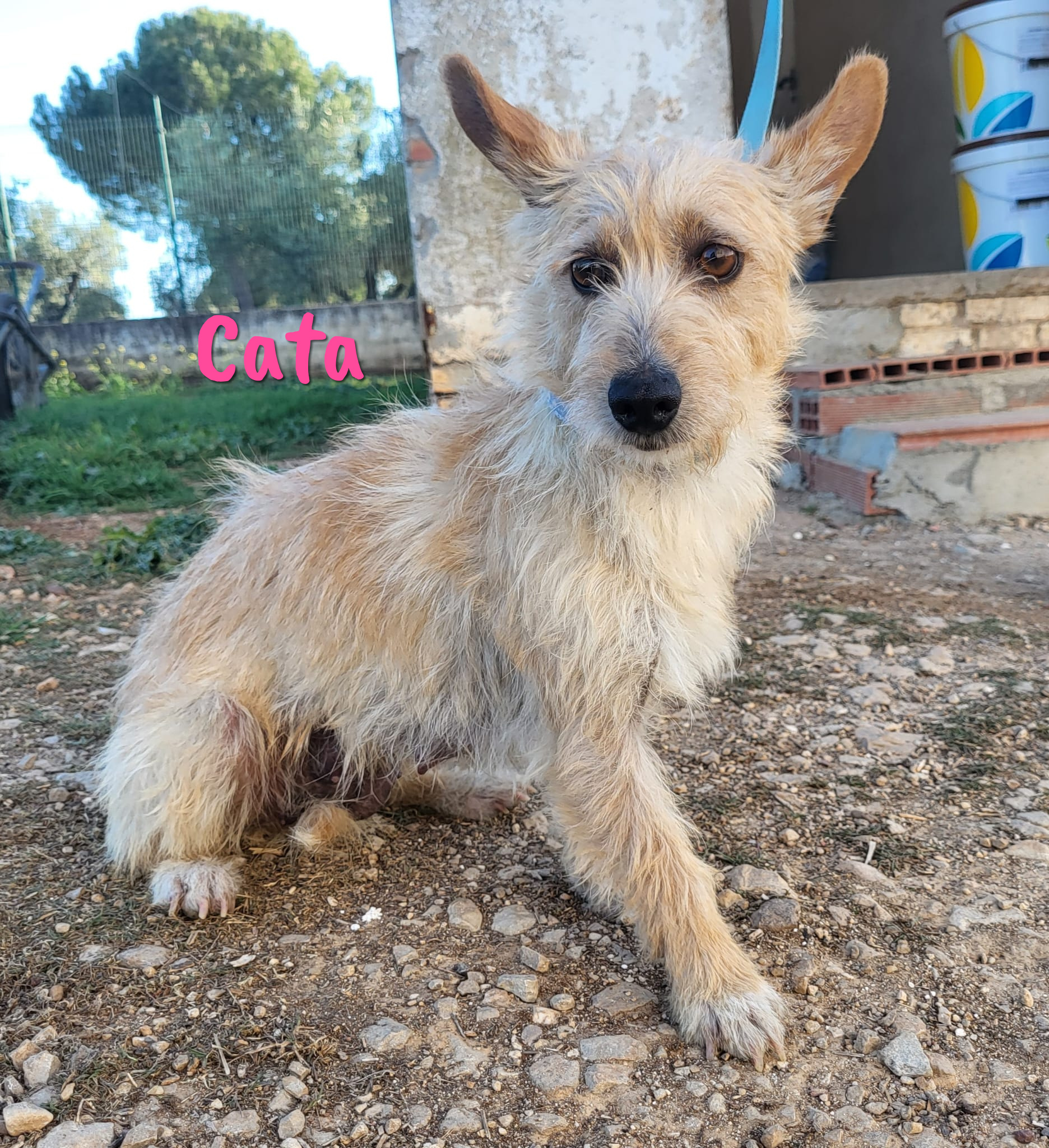 Cata » Tierschutzverein SOS-Dogs e.V.