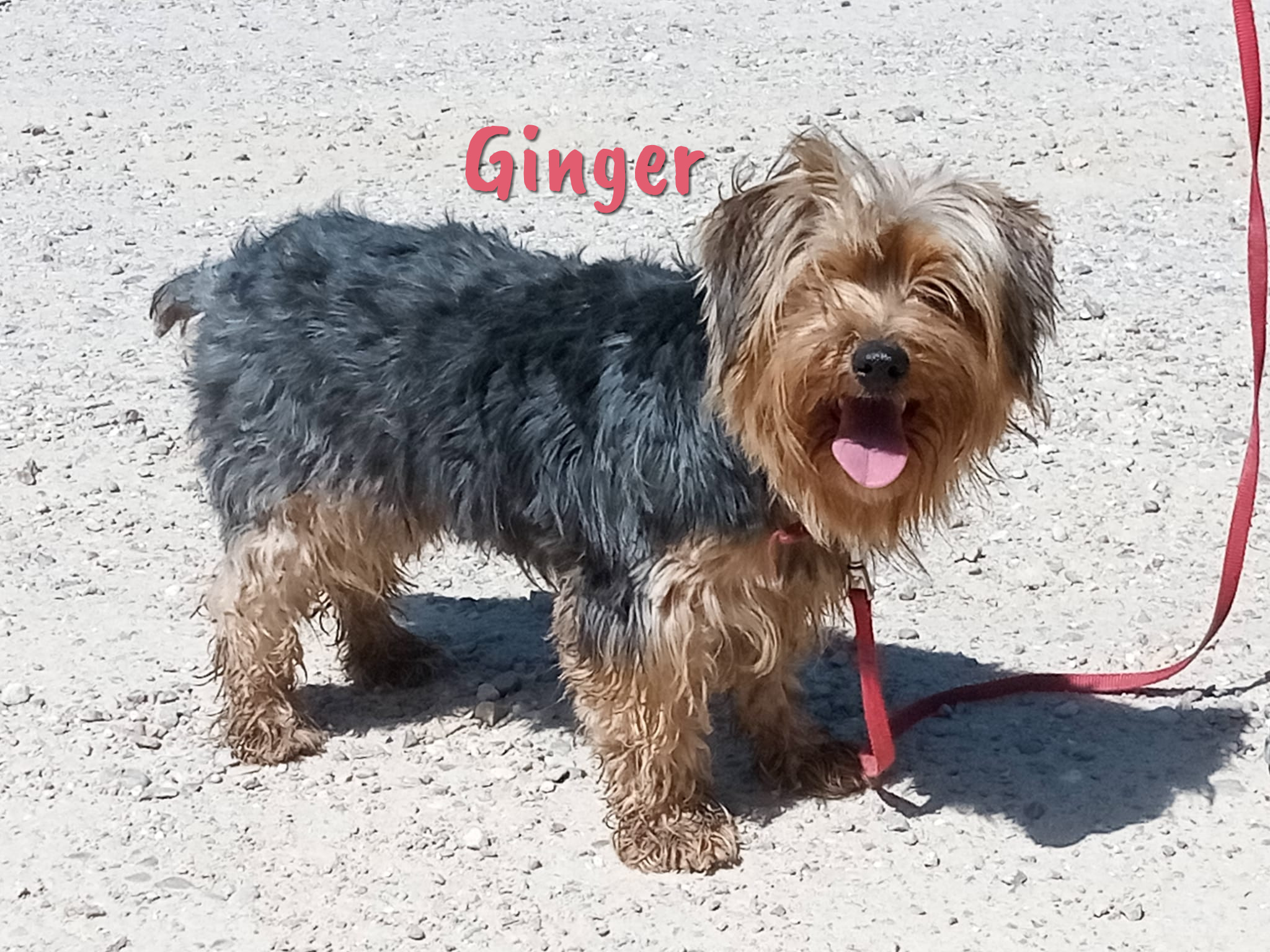Ginger » Tierschutzverein SOS-Dogs e.V.