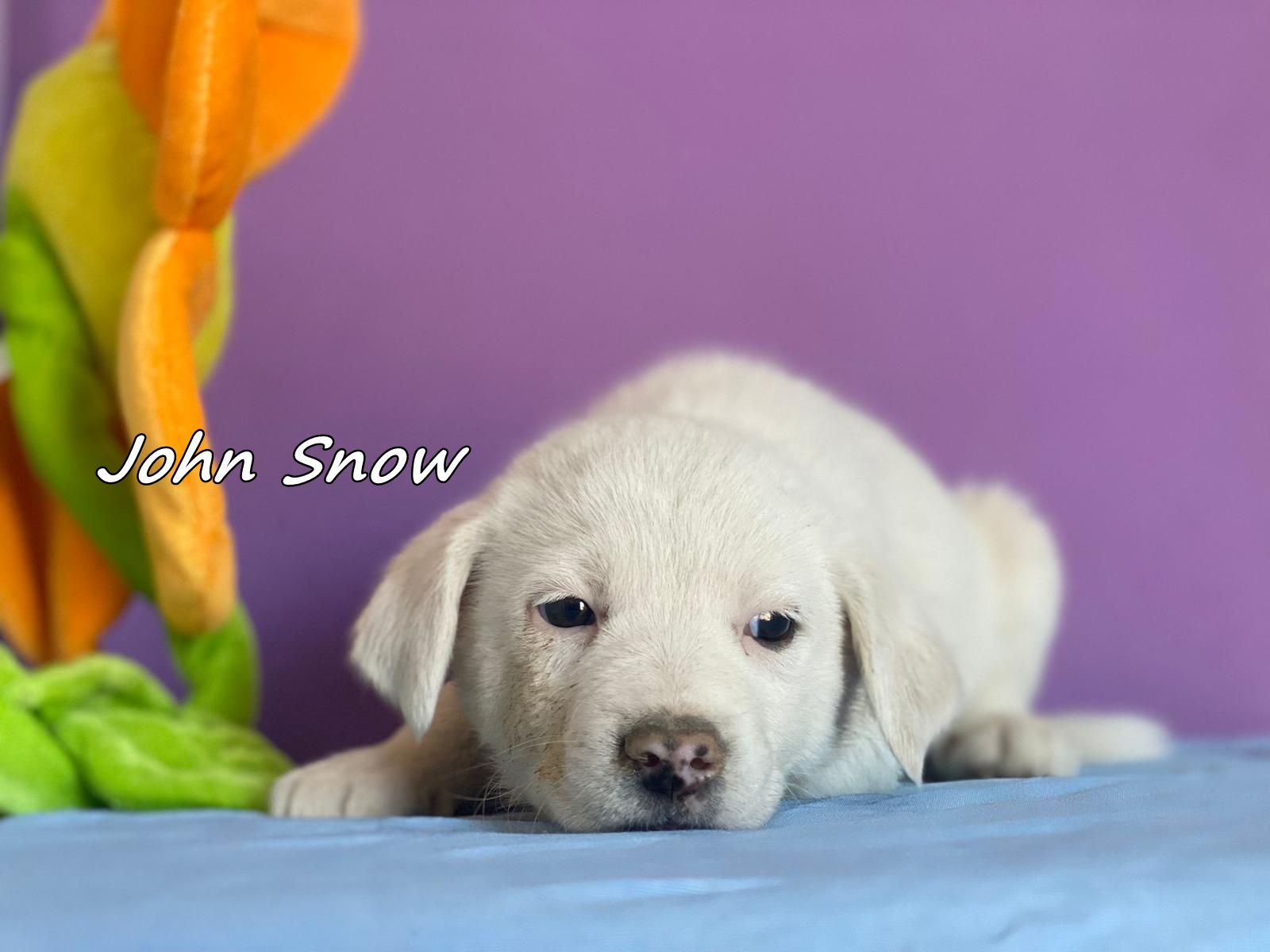 John Snow » Tierschutzverein SOS-Dogs e.V.