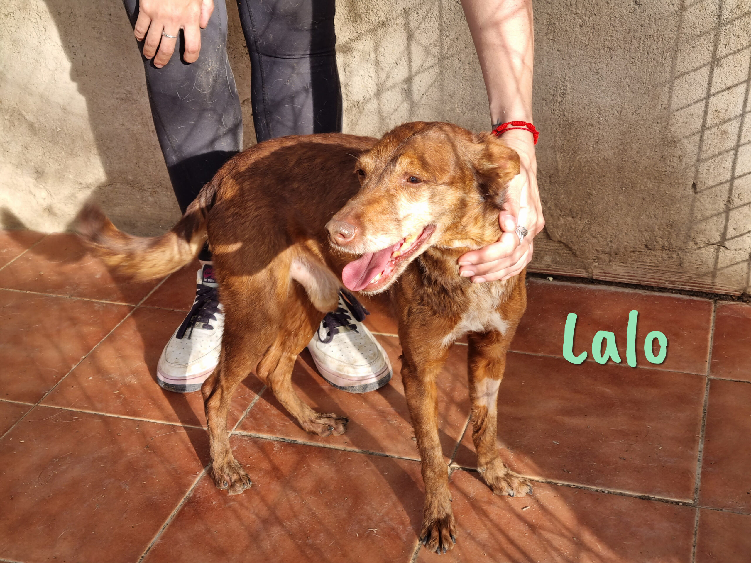 Lalo » Tierschutzverein SOS-Dogs e.V.