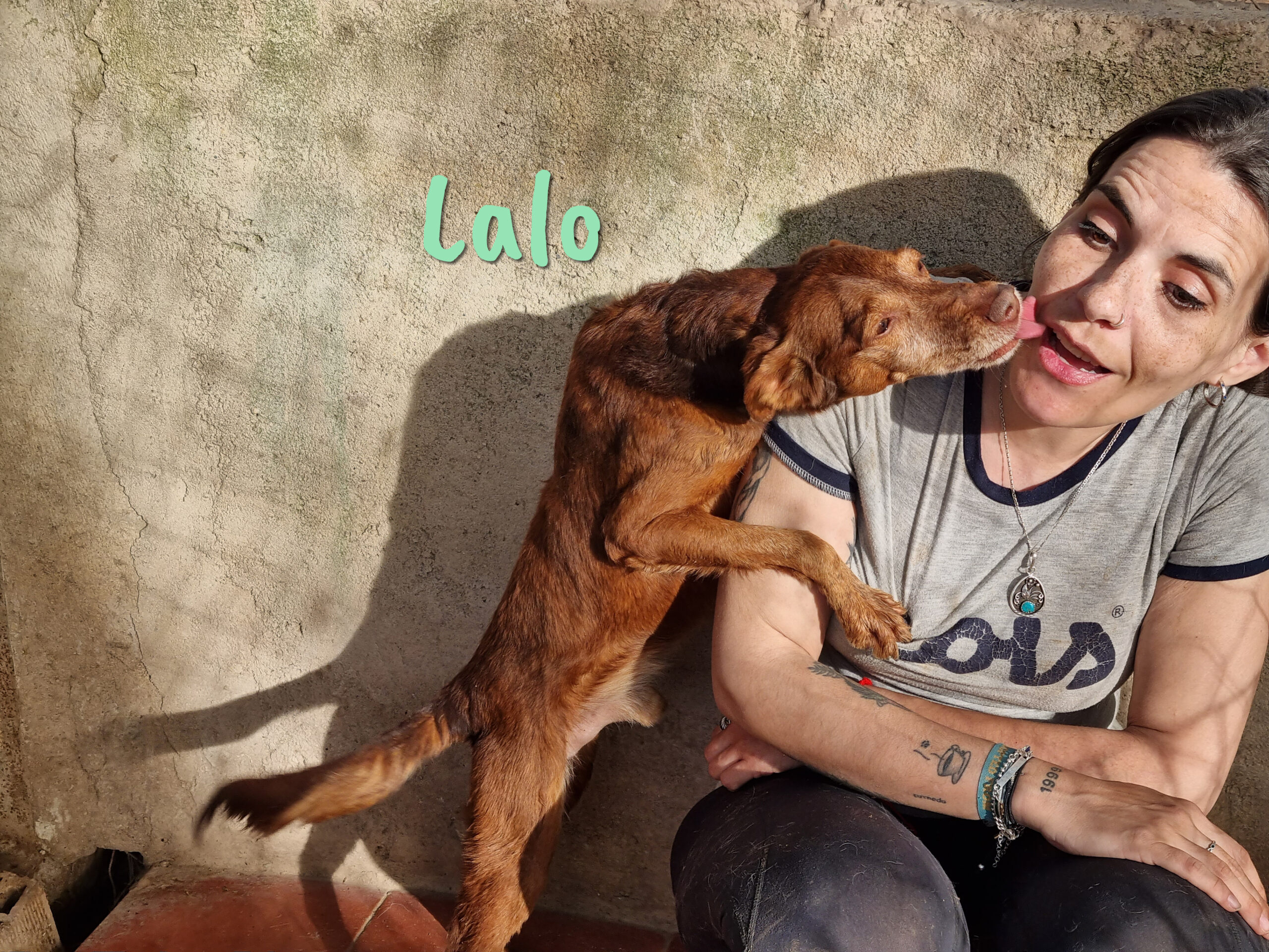 Lalo » Tierschutzverein SOS-Dogs e.V.