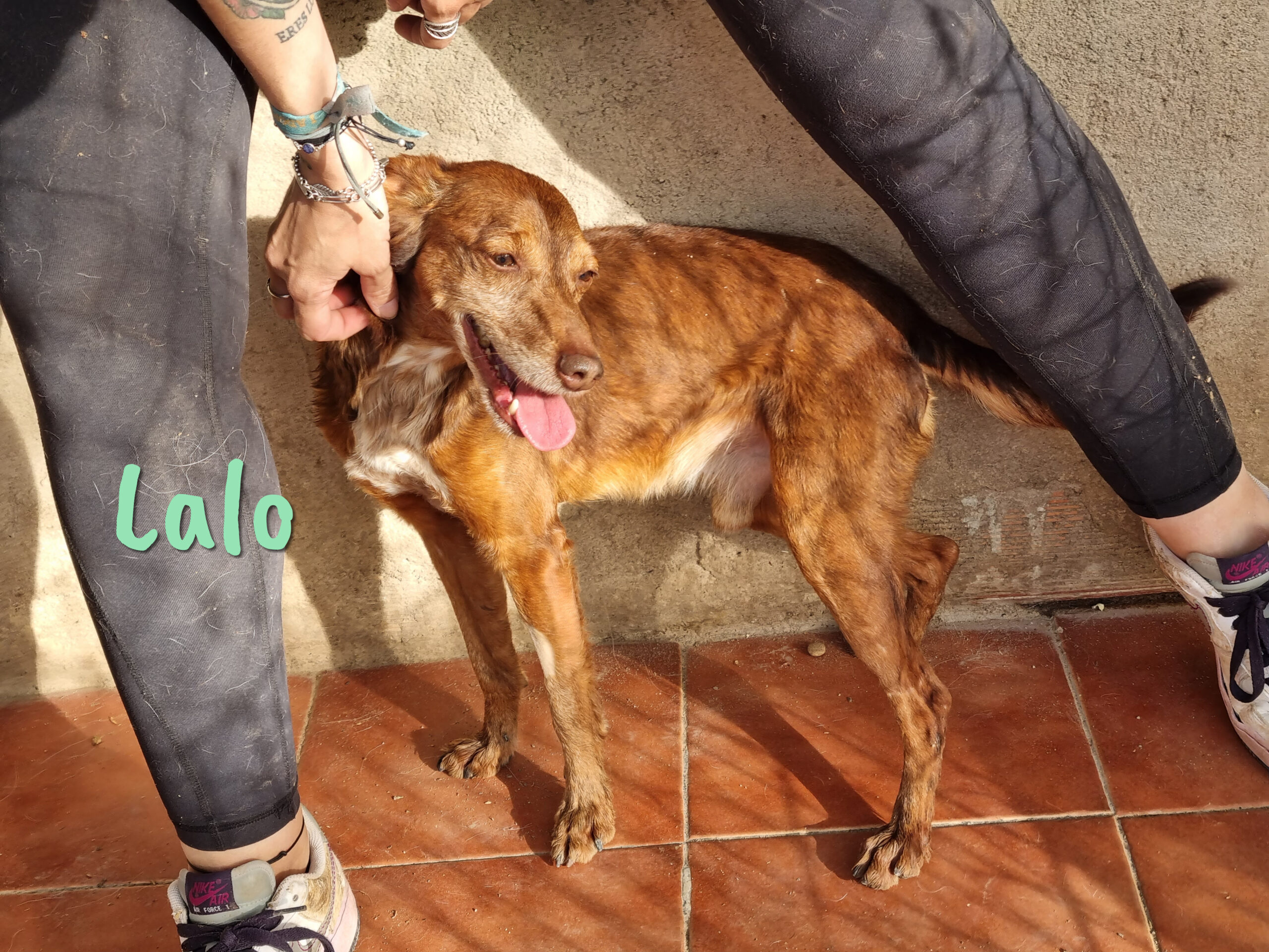 Lalo » Tierschutzverein SOS-Dogs e.V.