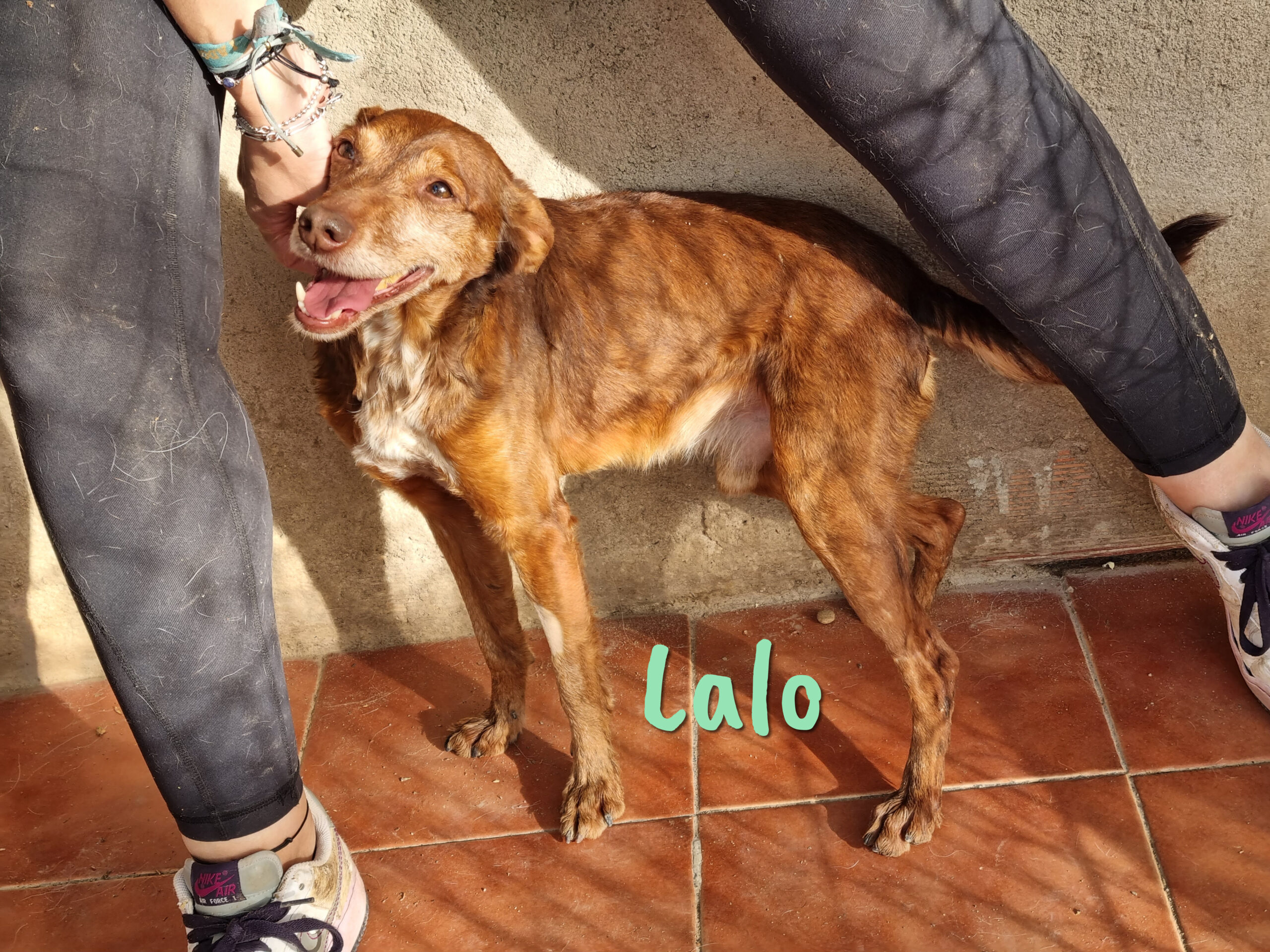 Lalo » Tierschutzverein SOS-Dogs e.V.