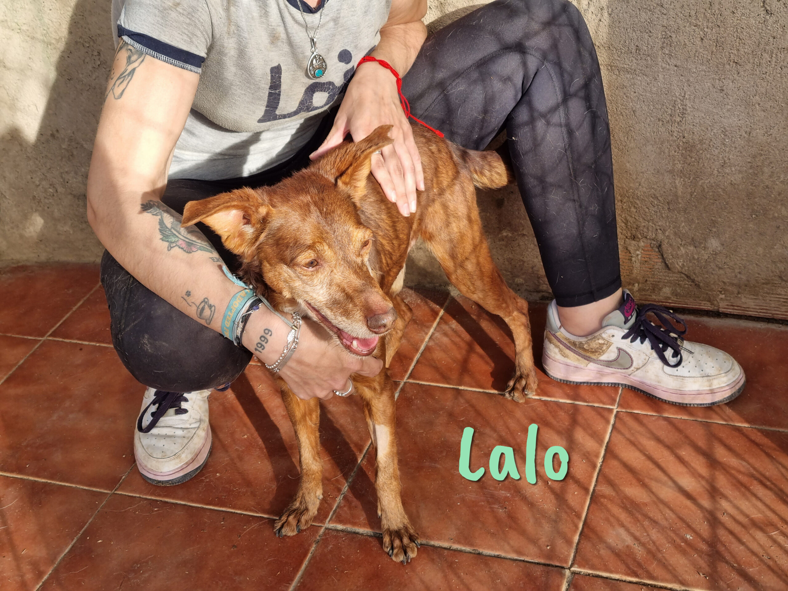 Lalo » Tierschutzverein SOS-Dogs e.V.