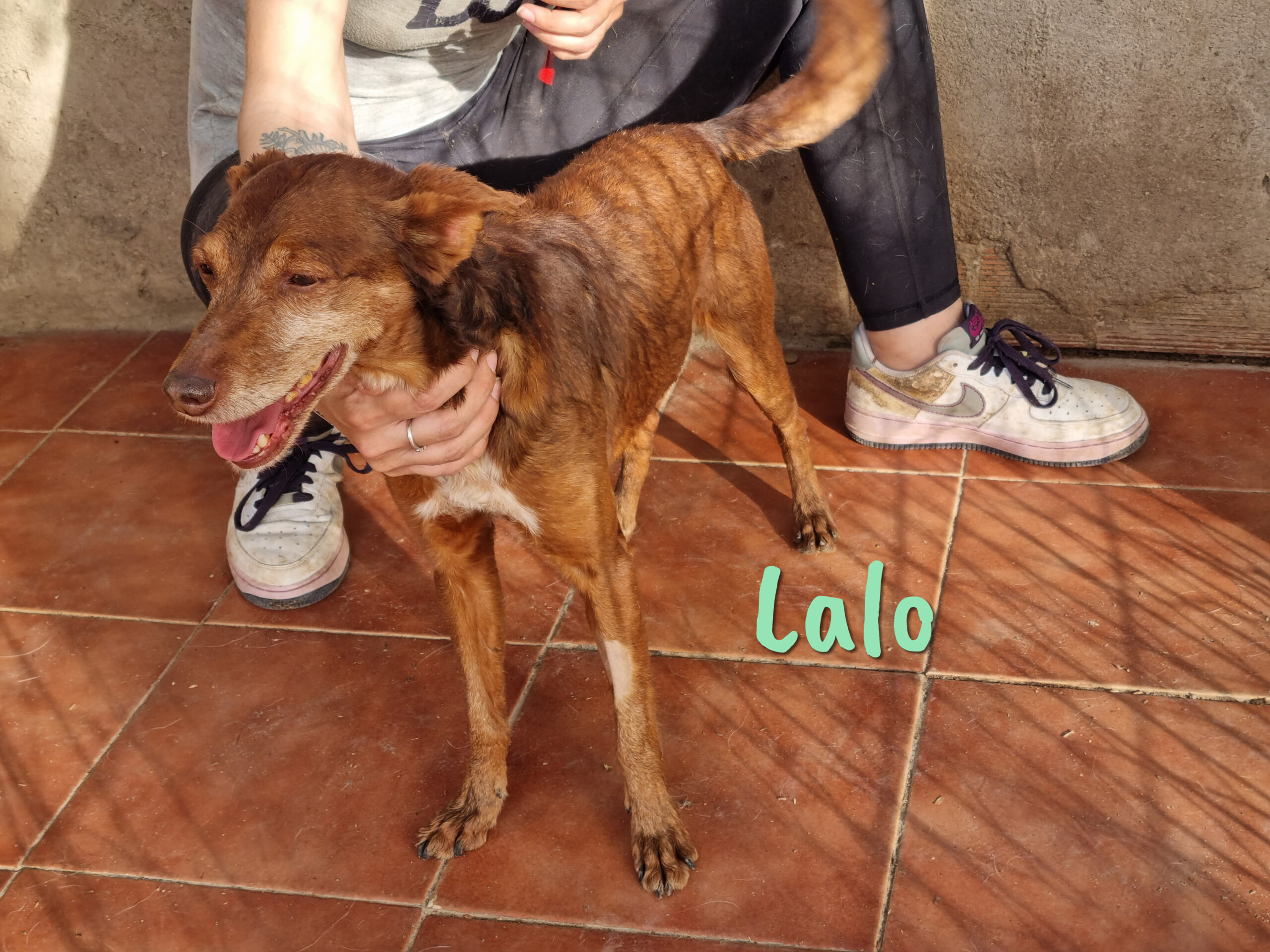 Lalo » Tierschutzverein SOS-Dogs e.V.