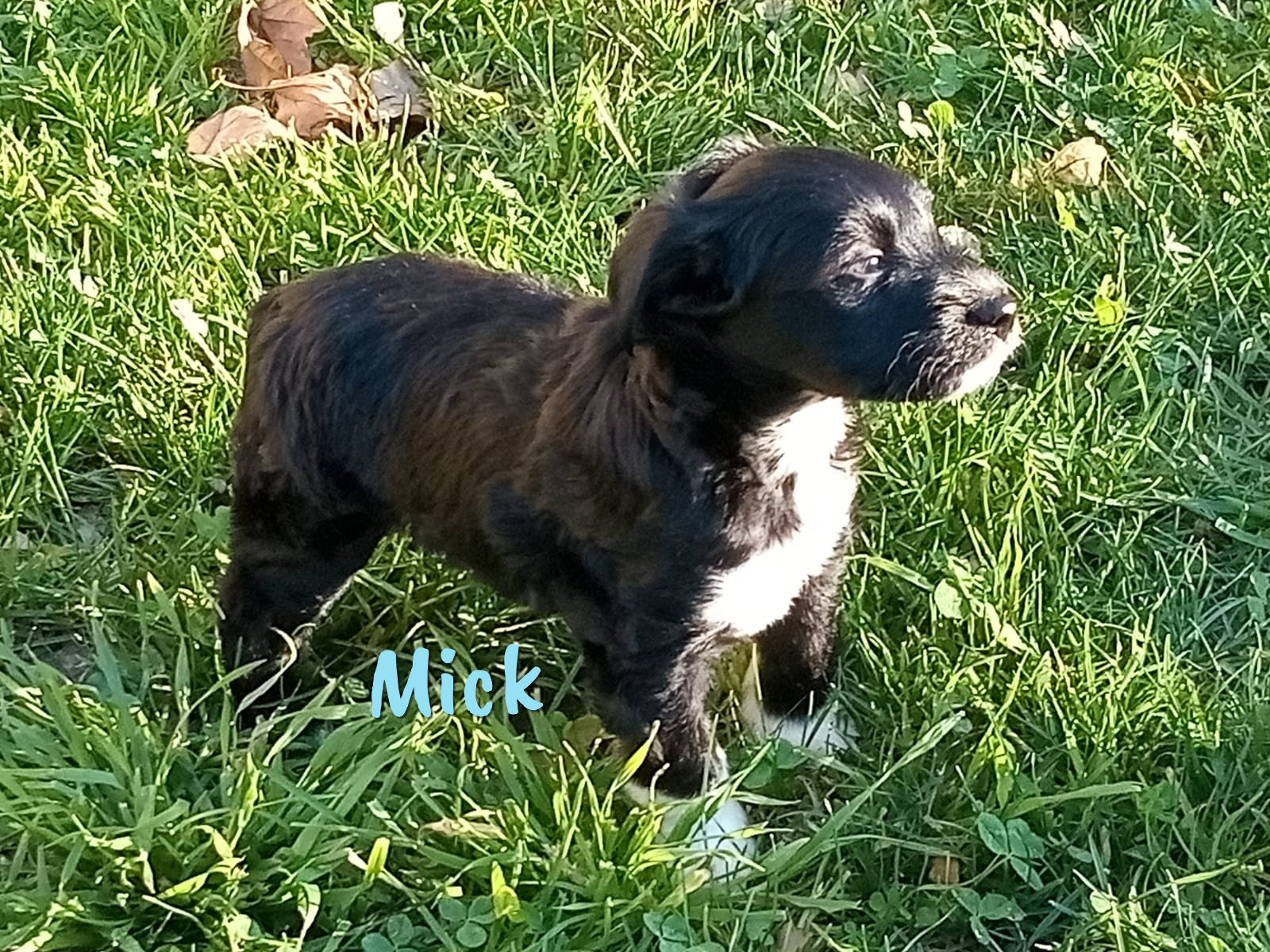 Mick » Tierschutzverein SOS-Dogs e.V.