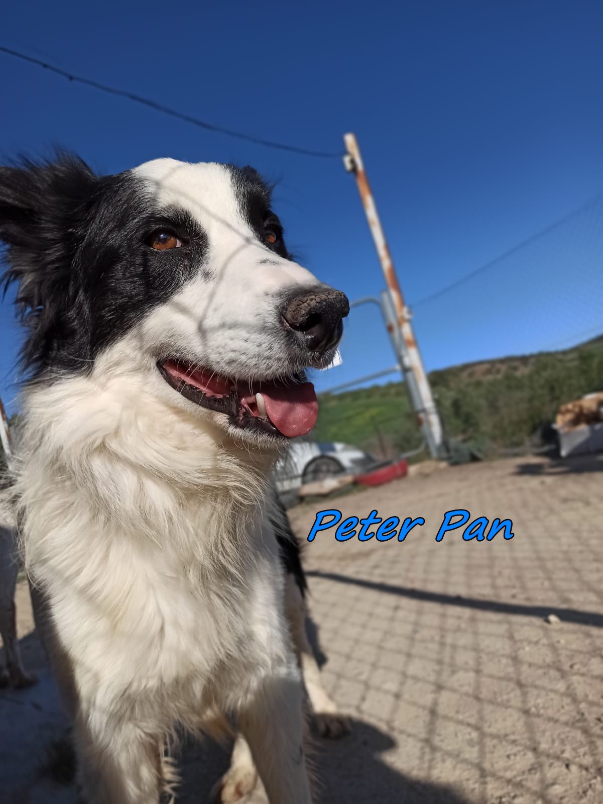 Peter Pan » Tierschutzverein SOS-Dogs e.V.