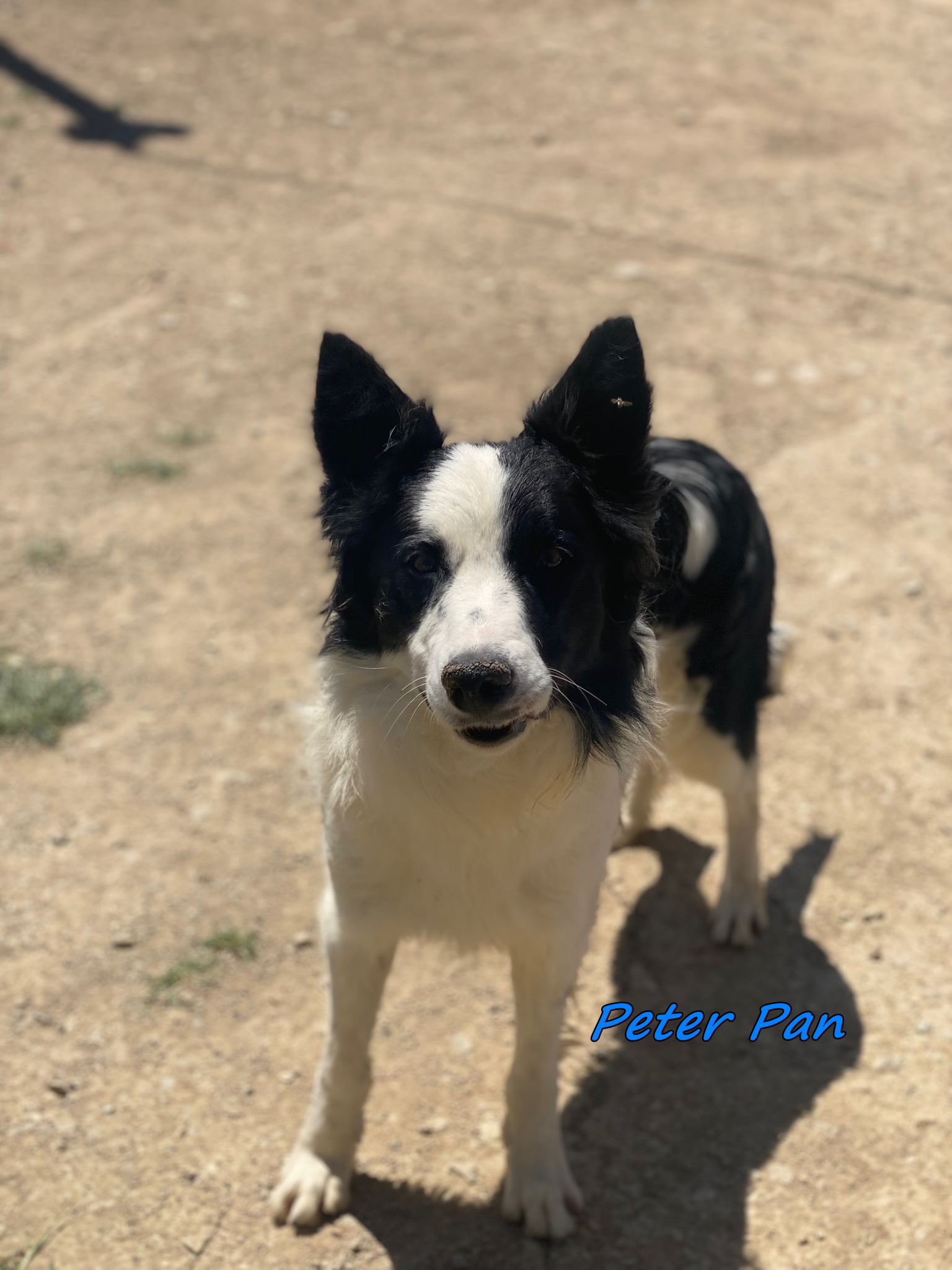 Peter Pan » Tierschutzverein SOS-Dogs e.V.