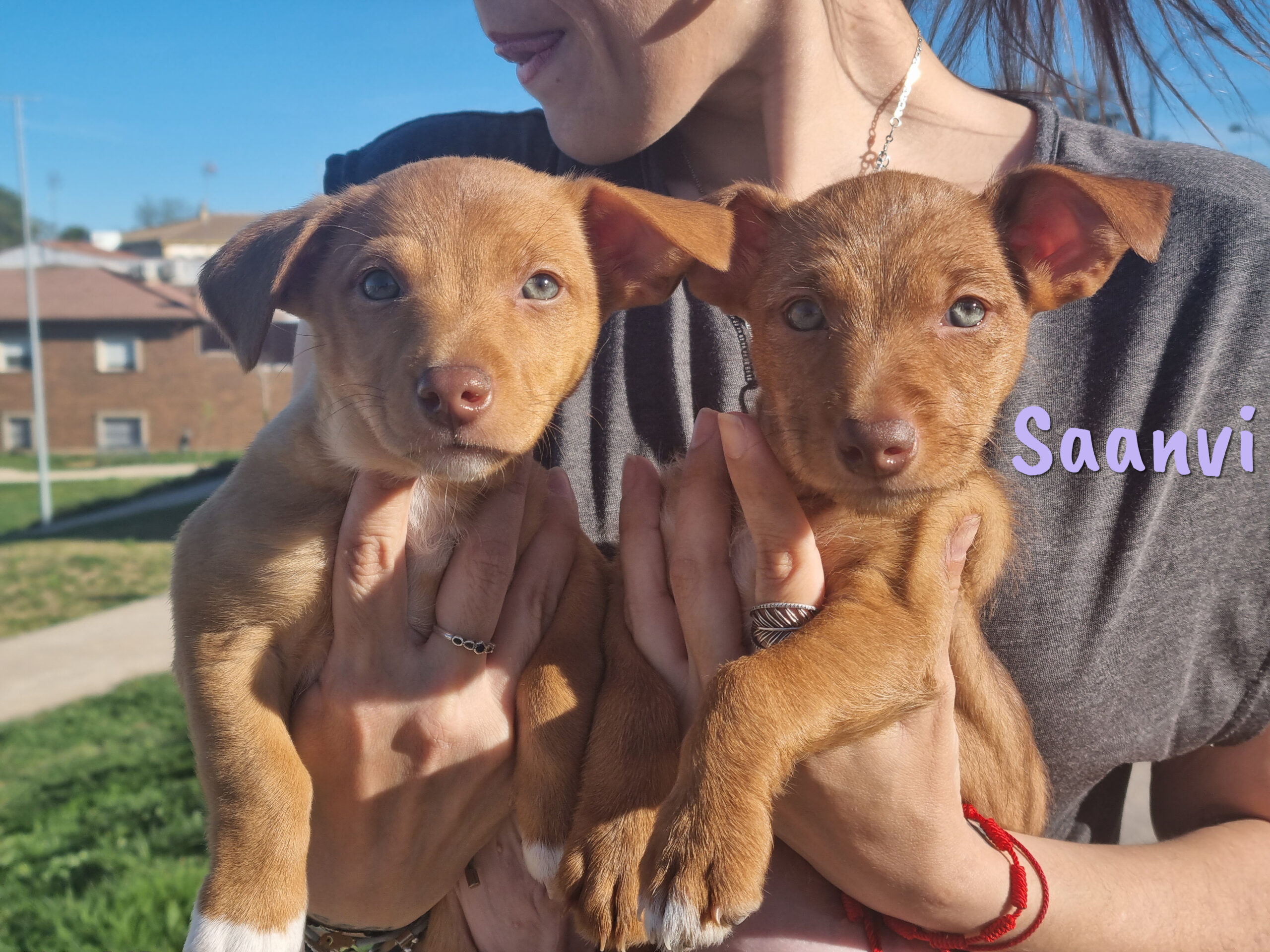 Saanvi » Tierschutzverein SOS-Dogs e.V.