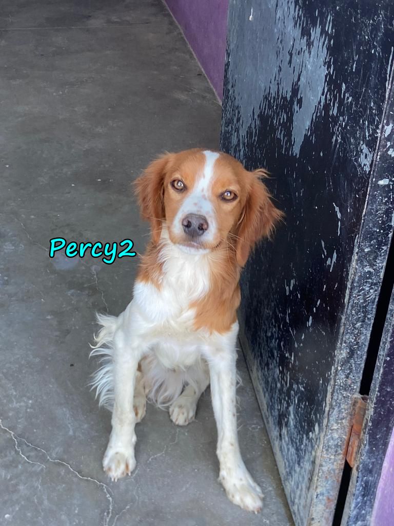 Percy2 » Tierschutzverein SOS-Dogs e.V.