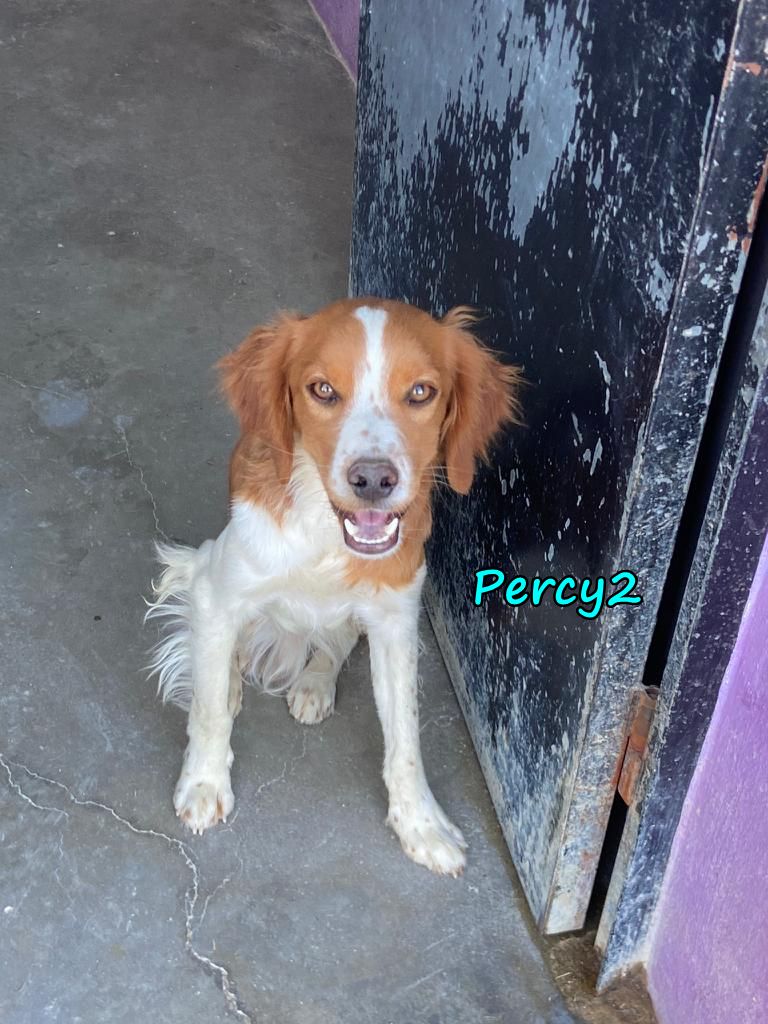 Percy2 » Tierschutzverein SOS-Dogs e.V.