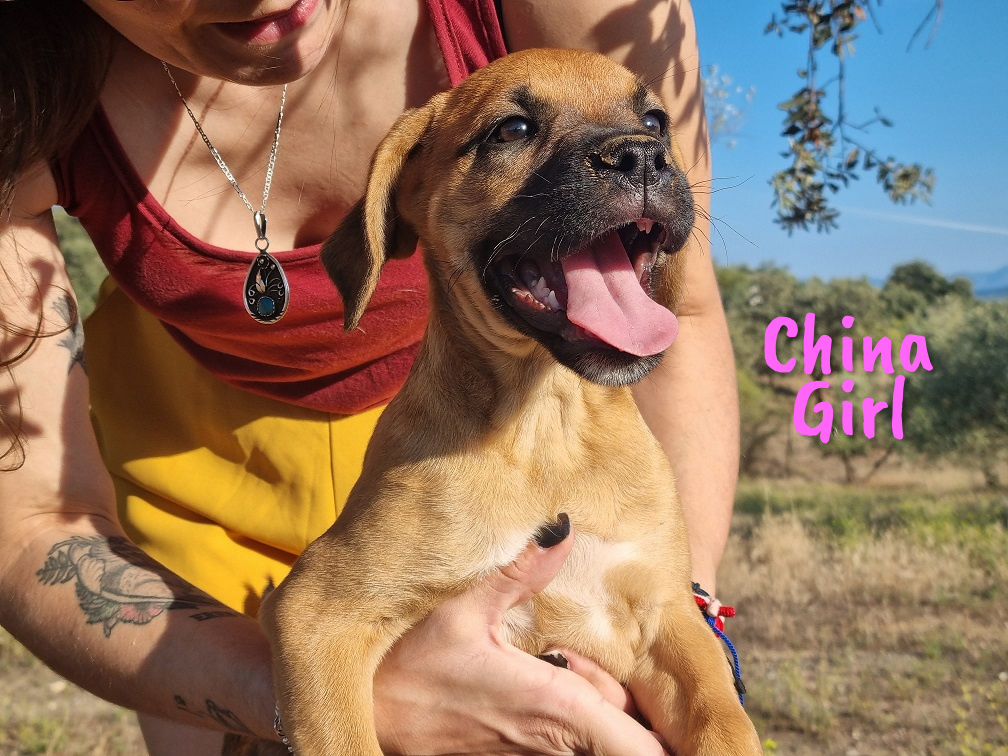 China Girl » Tierschutzverein SOS-Dogs e.V.
