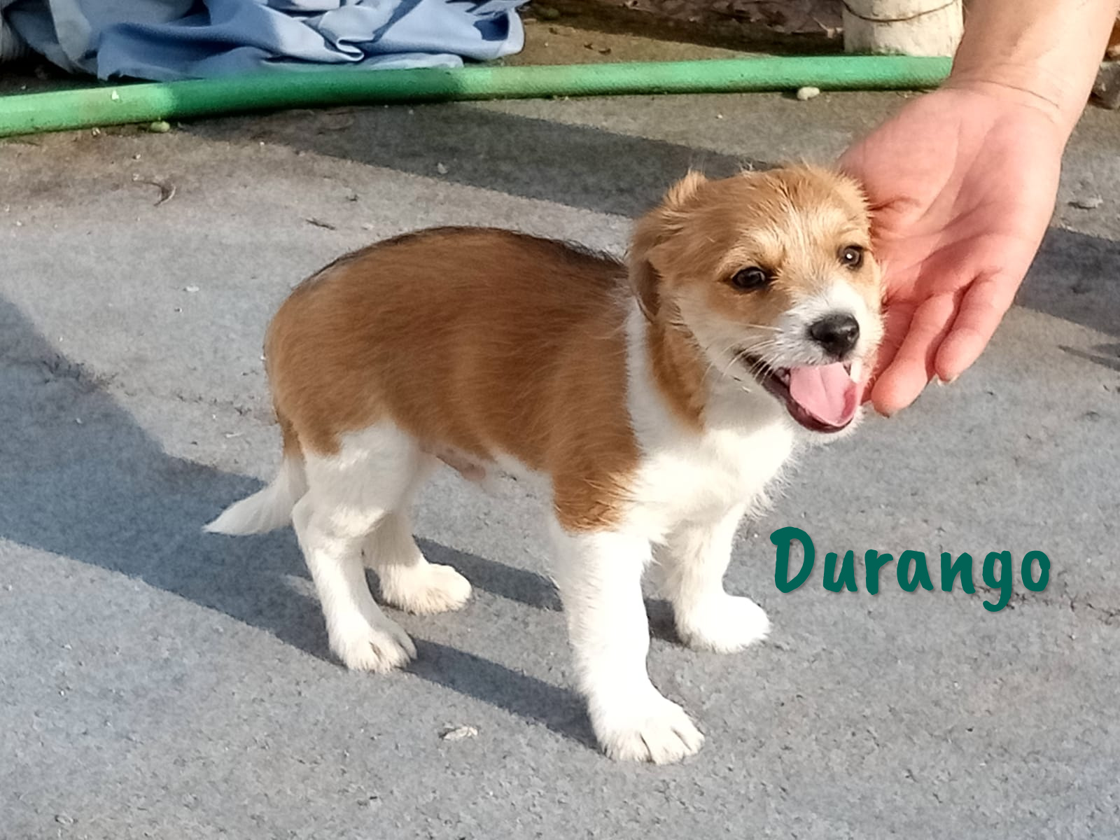 Durango » Tierschutzverein SOS-Dogs e.V.