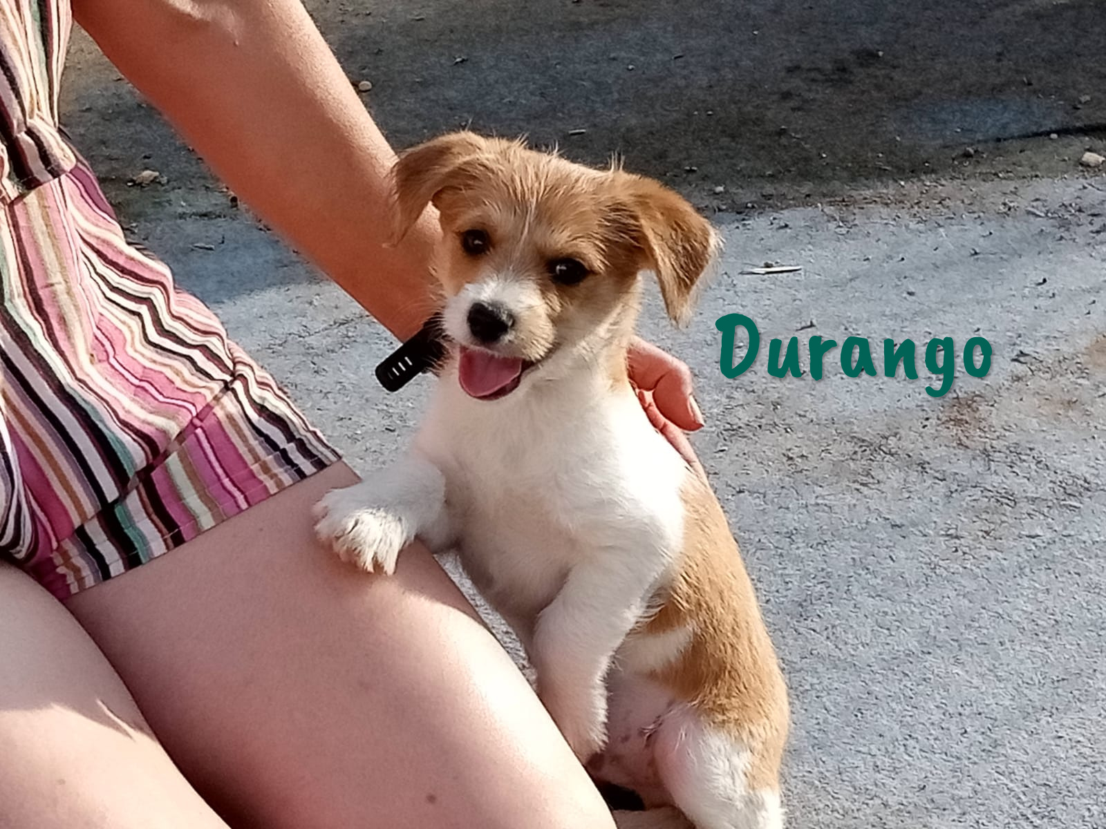 Durango » Tierschutzverein SOS-Dogs e.V.