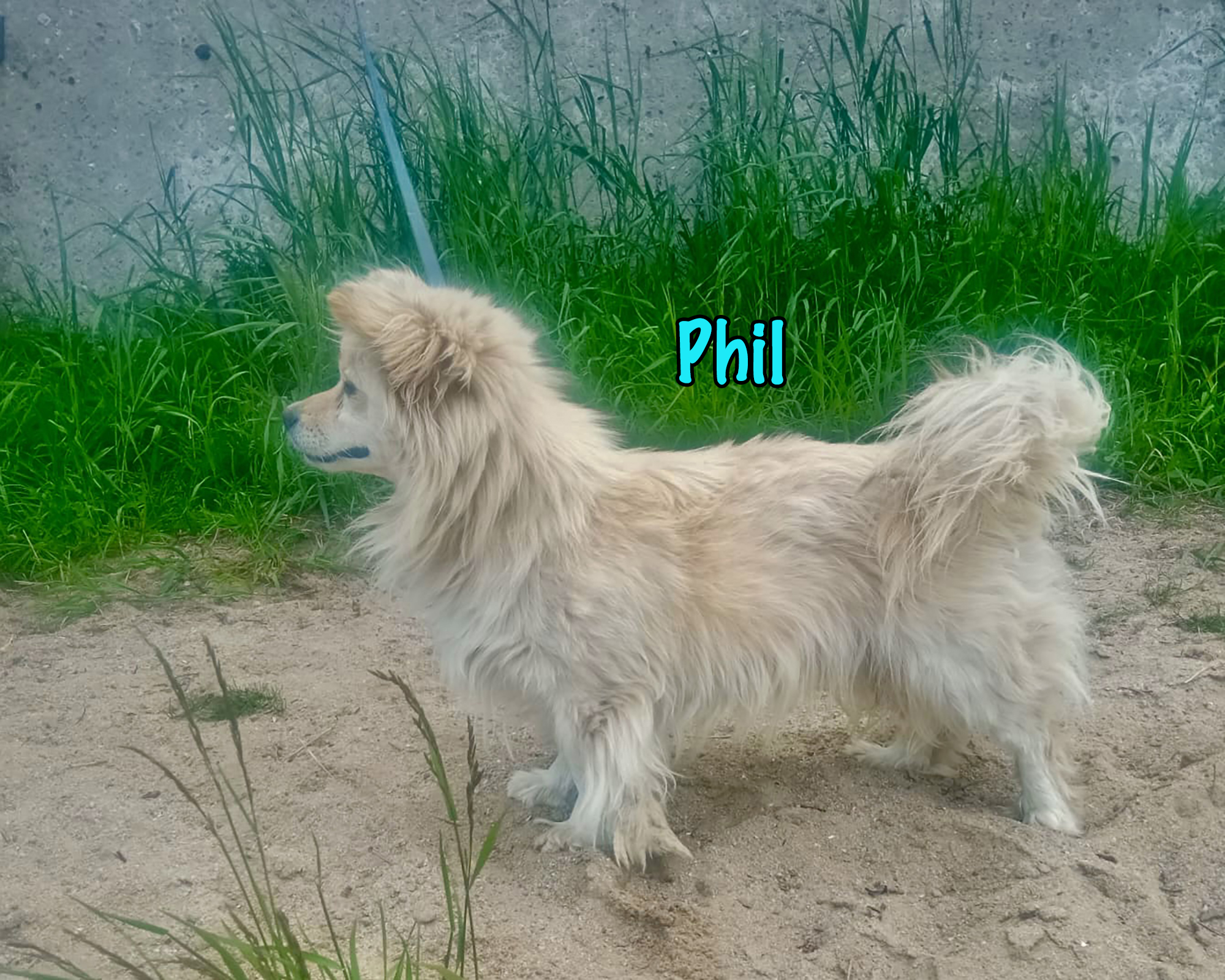 Phil » Tierschutzverein SOS-Dogs e.V.