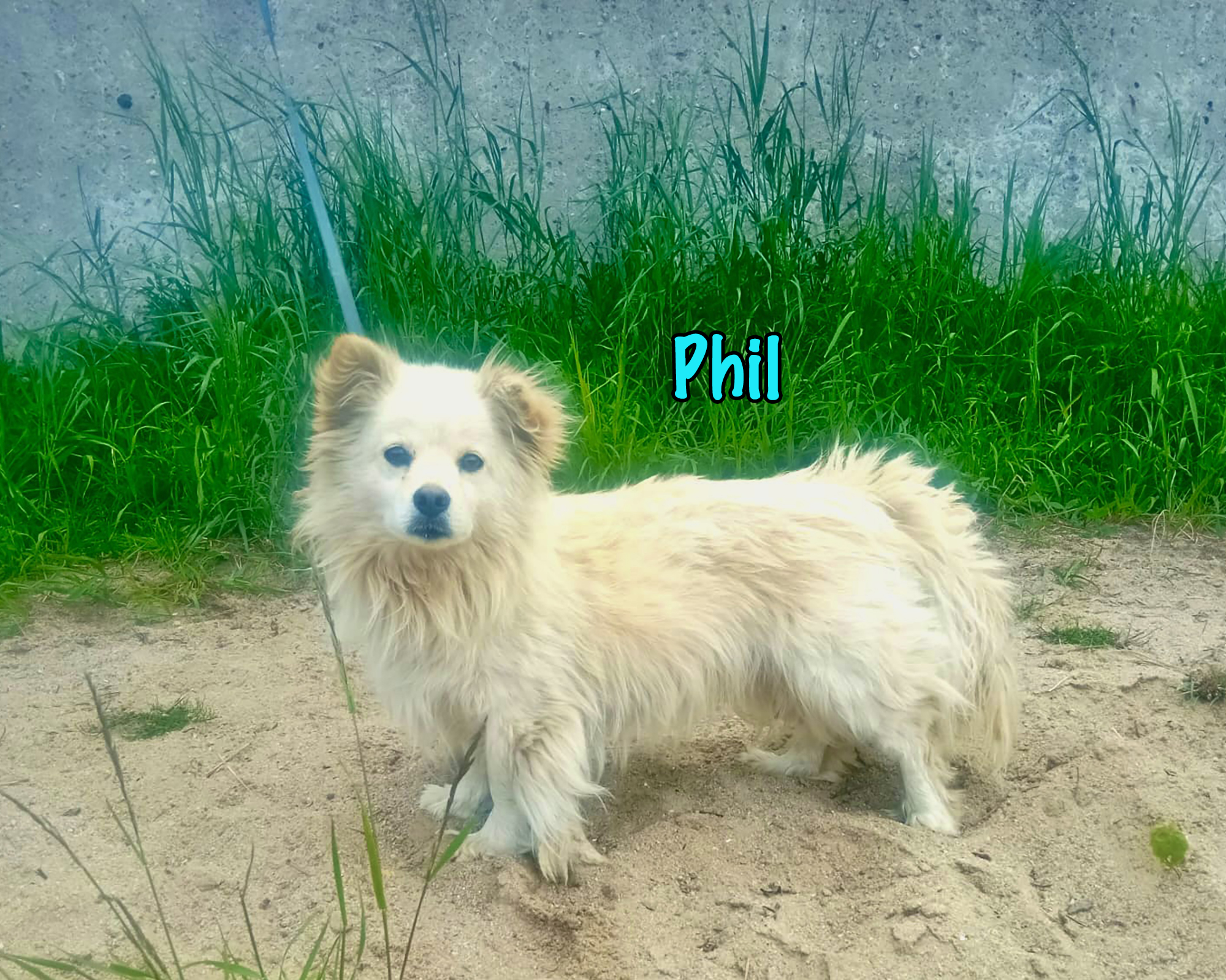 Phil » Tierschutzverein SOS-Dogs e.V.