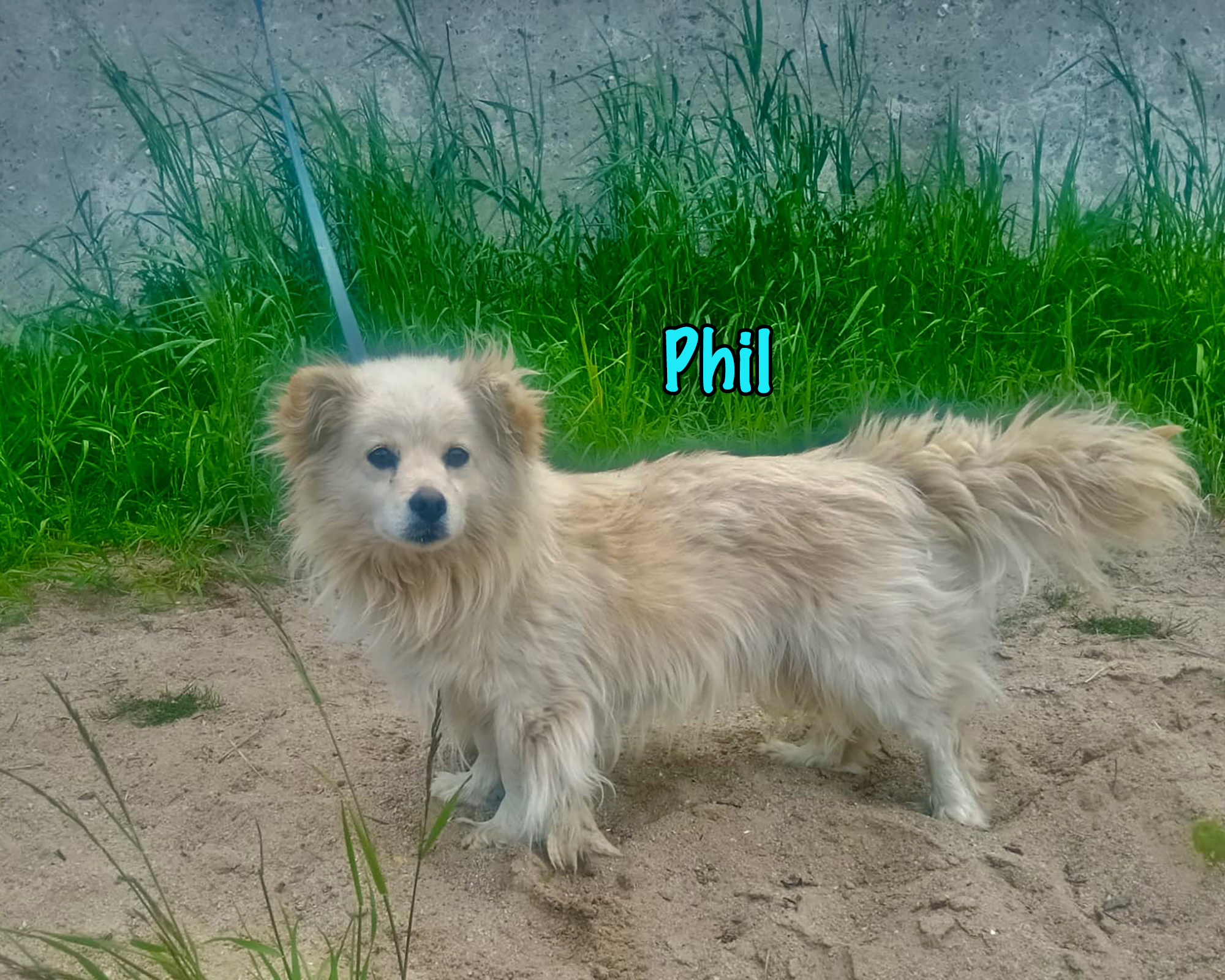 Phil » Tierschutzverein SOS-Dogs e.V.