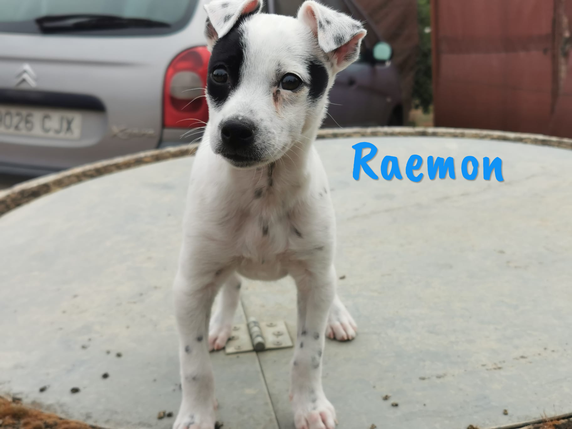 Raemon » Tierschutzverein SOS-Dogs e.V.