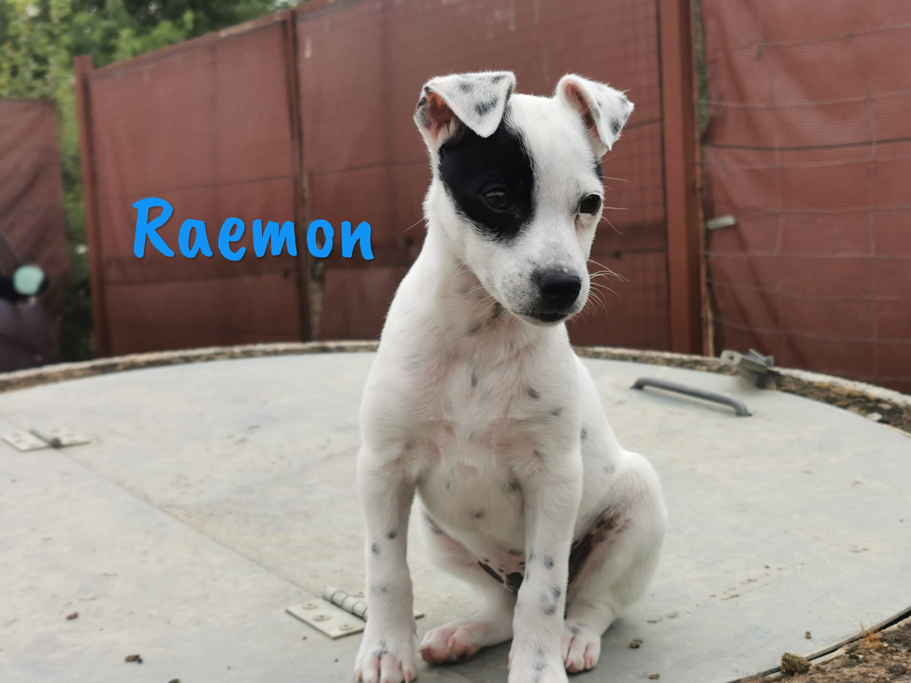Raemon » Tierschutzverein SOS-Dogs e.V.