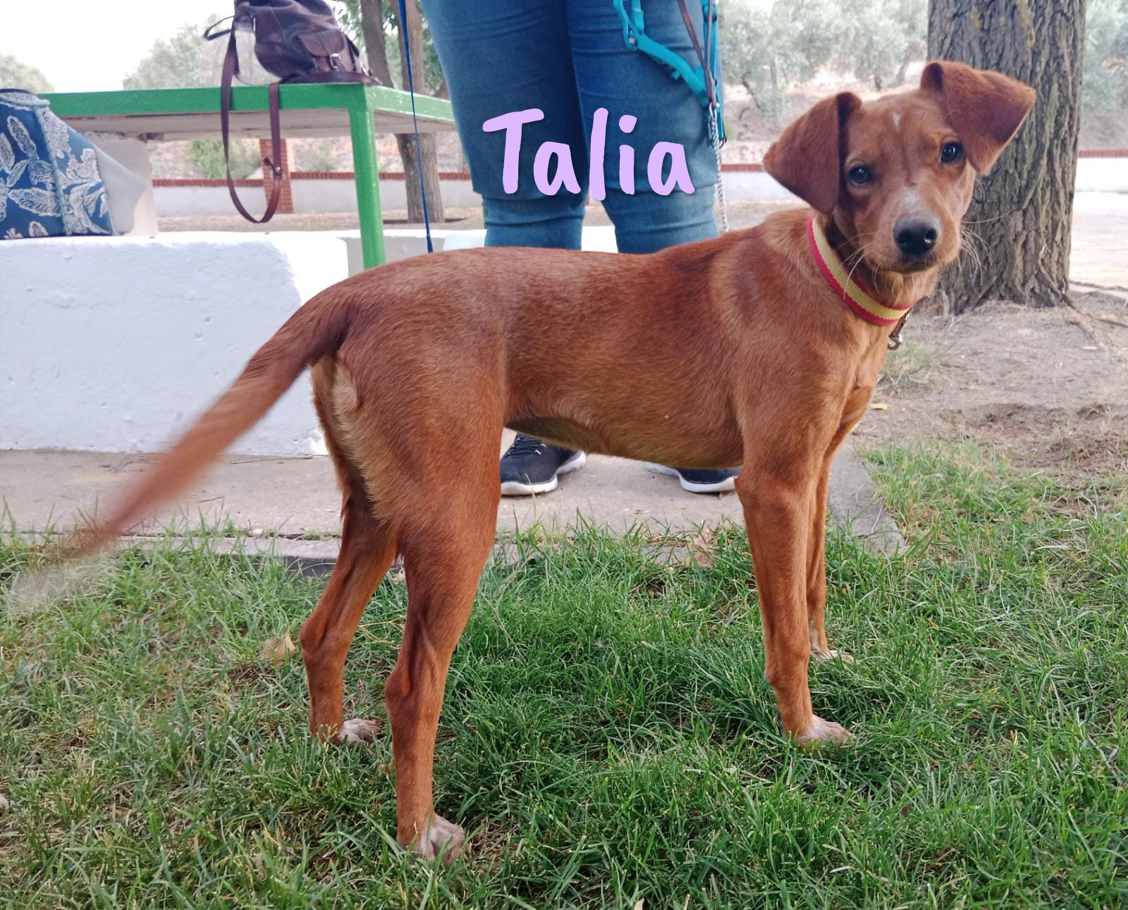 Talia » Tierschutzverein SOS-Dogs e.V.