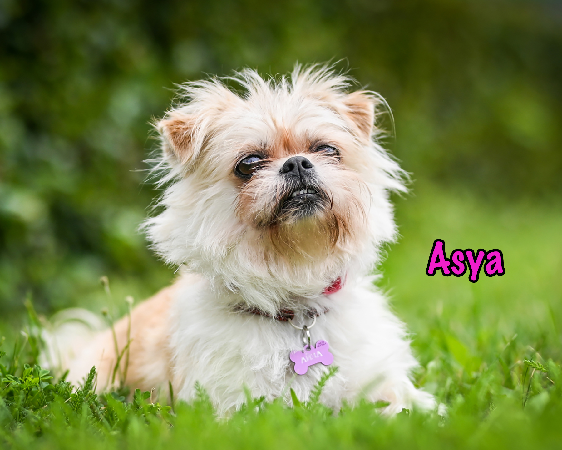 Asya » Tierschutzverein SOS-Dogs e.V.
