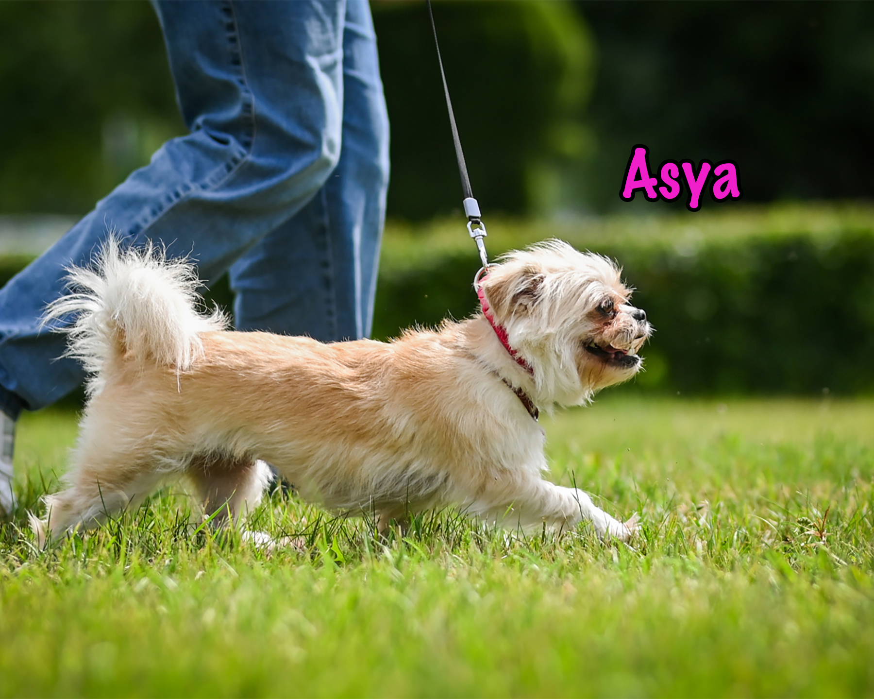Asya » Tierschutzverein SOS-Dogs e.V.