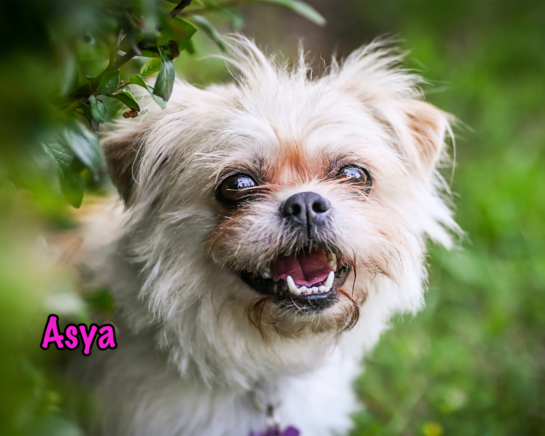 Asya » Tierschutzverein SOS-Dogs e.V.