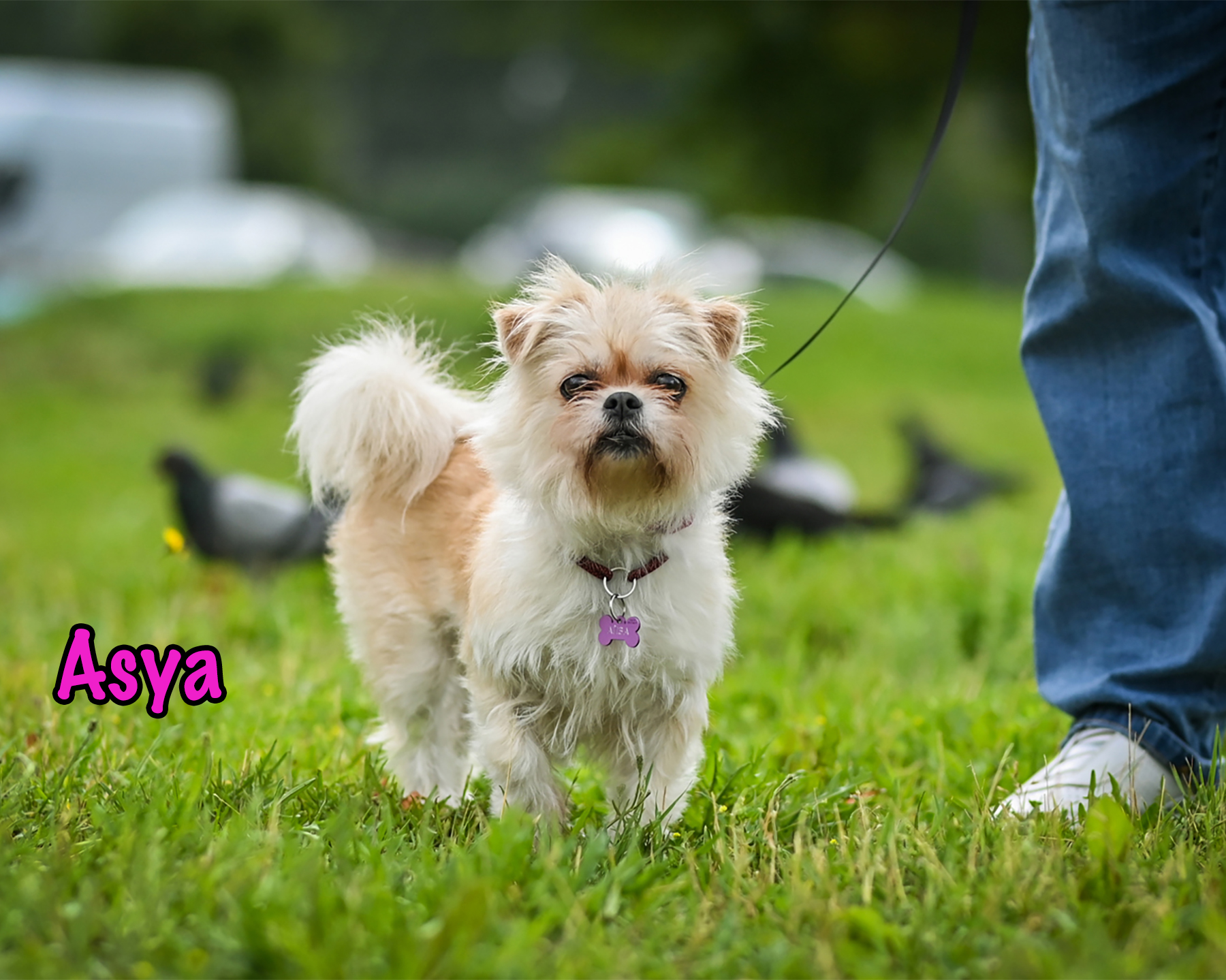 Asya » Tierschutzverein SOS-Dogs e.V.