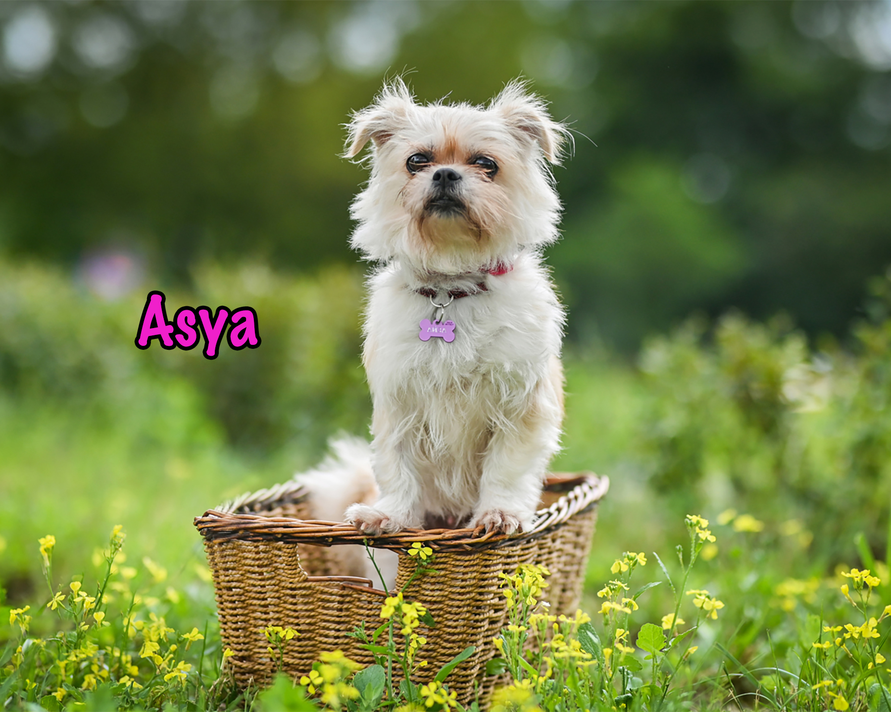 Asya » Tierschutzverein SOS-Dogs e.V.