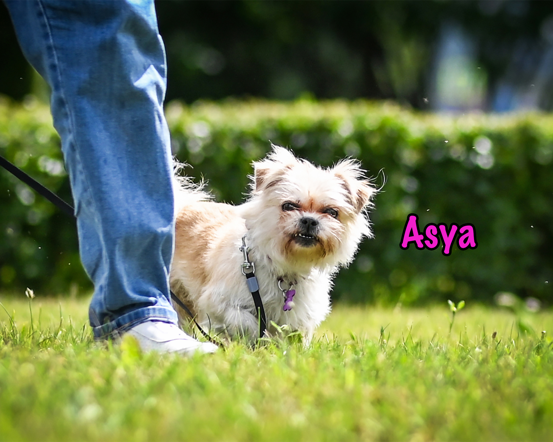 Asya » Tierschutzverein SOS-Dogs e.V.