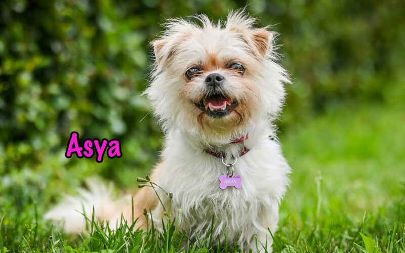 Asya » Tierschutzverein SOS-Dogs e.V.