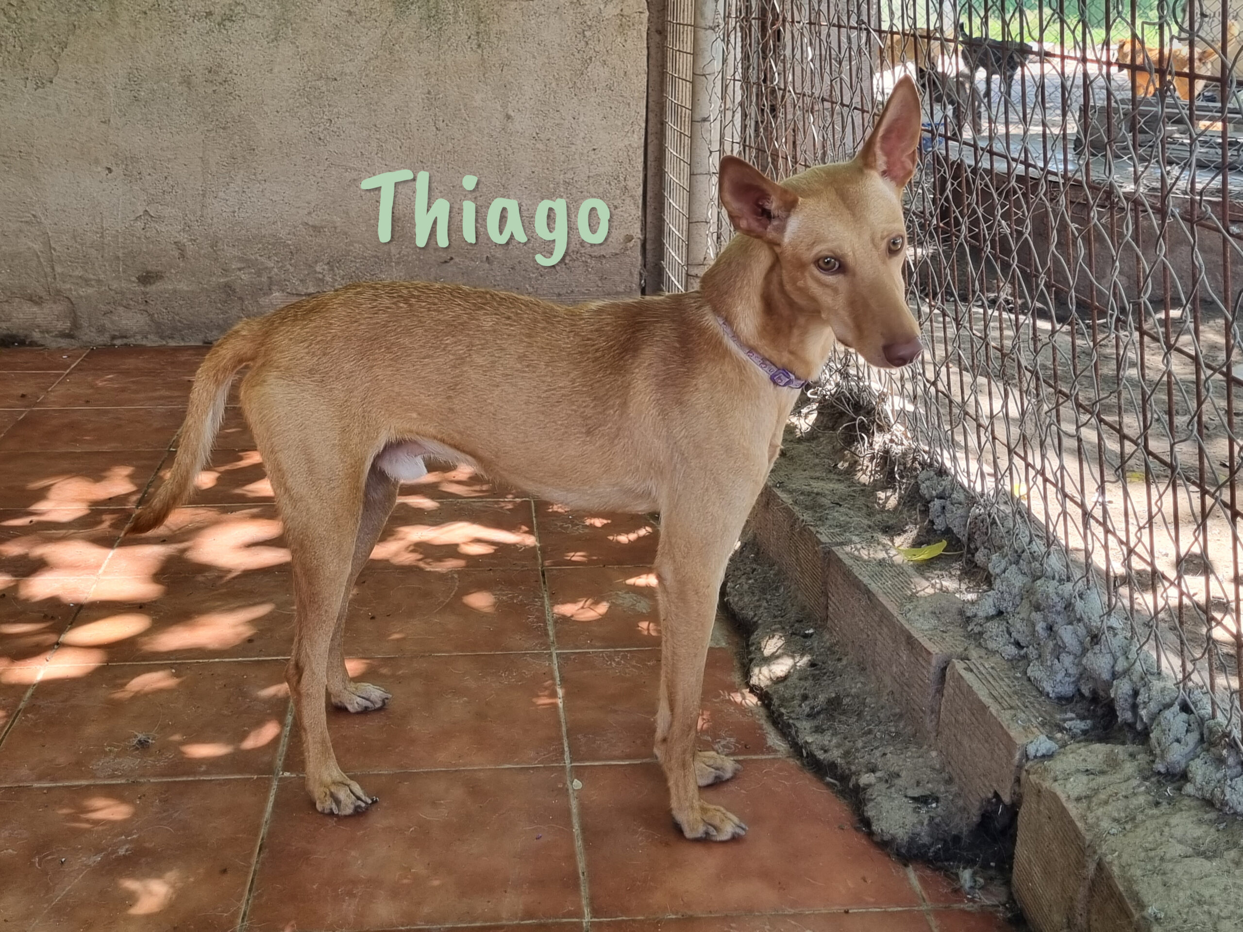 Thiago » Tierschutzverein SOS-Dogs e.V.