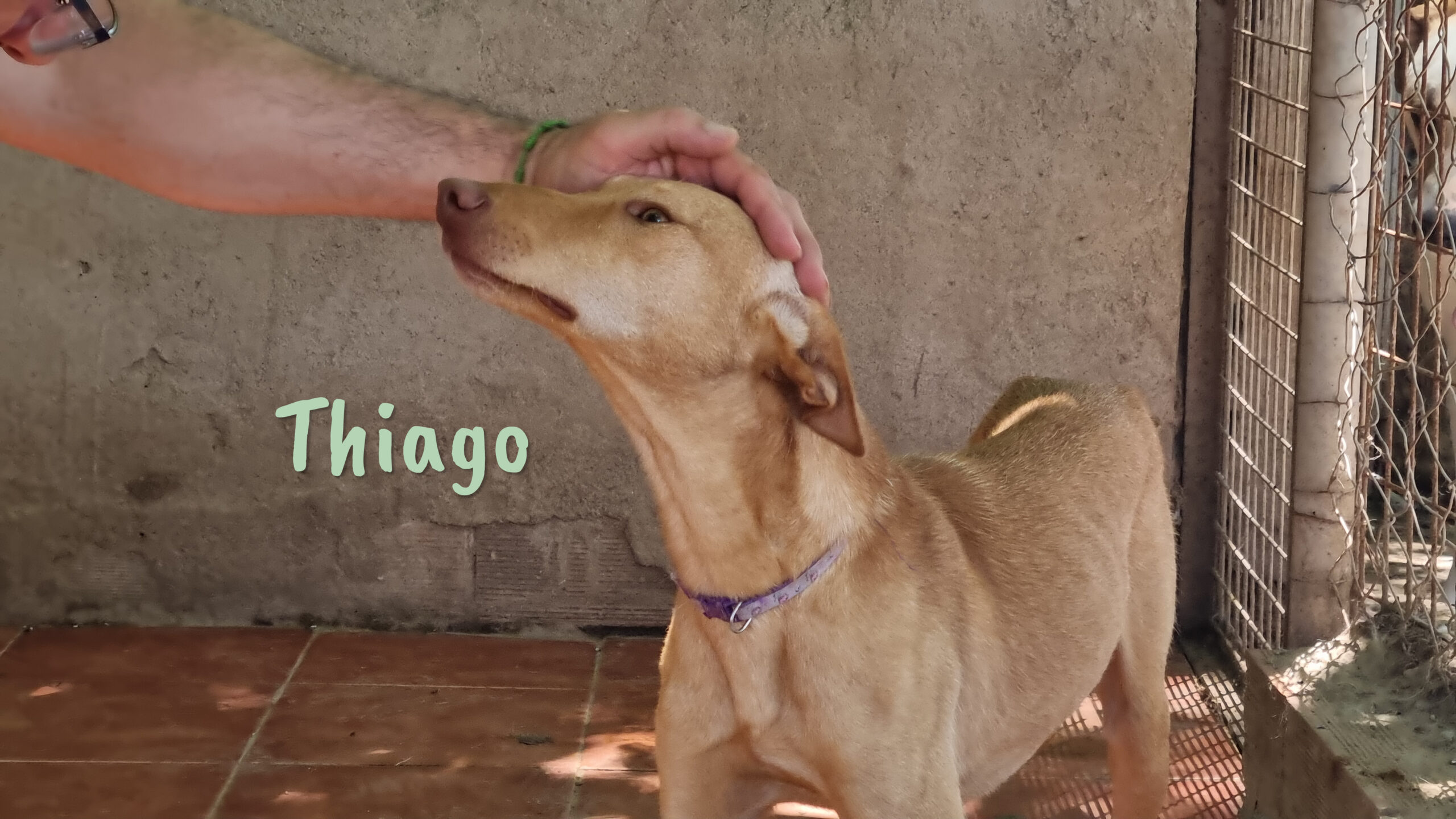 Thiago » Tierschutzverein SOS-Dogs e.V.